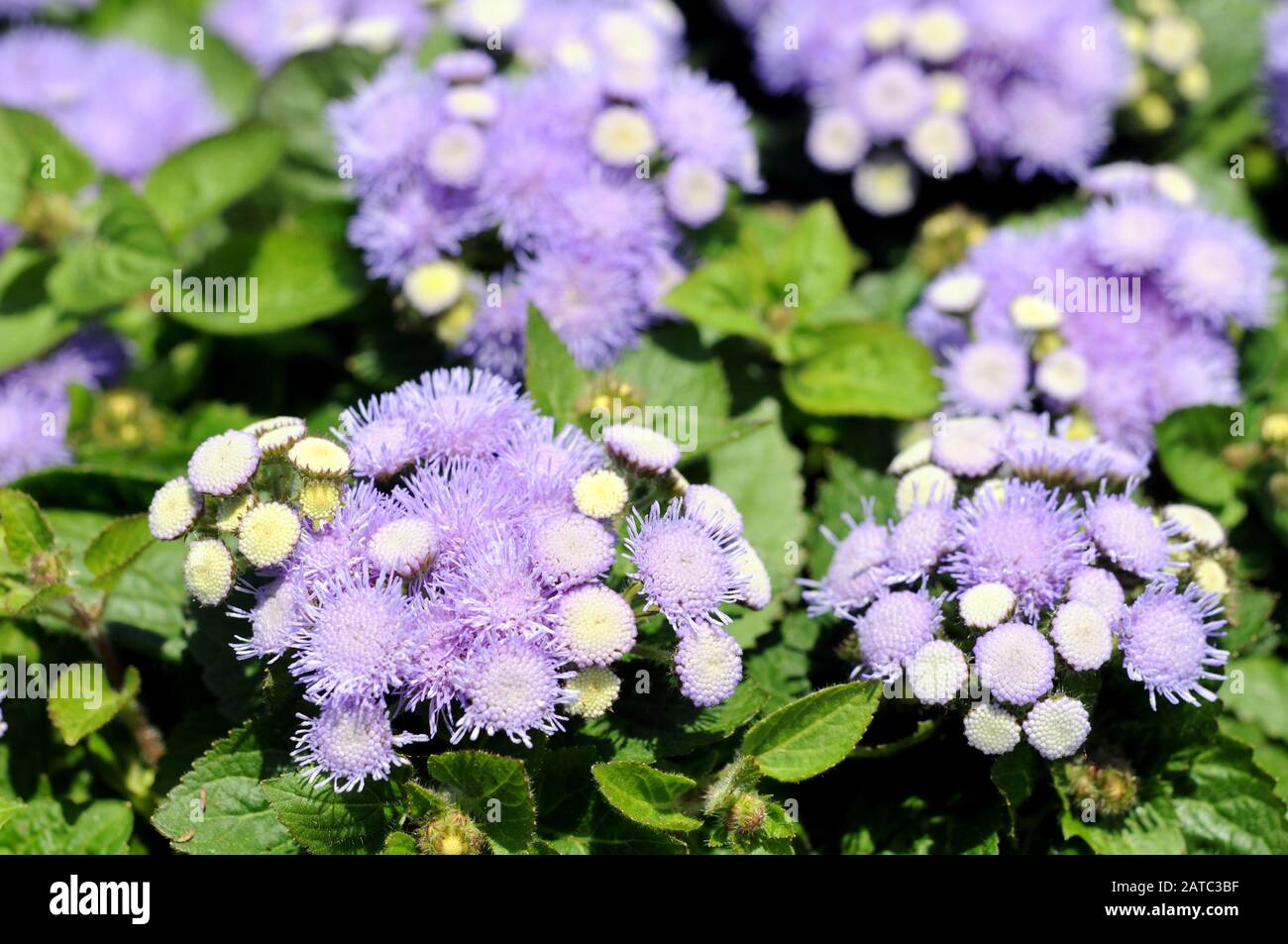 Beautiful flowers ageratum houstonianum hi-res stock photography and ...