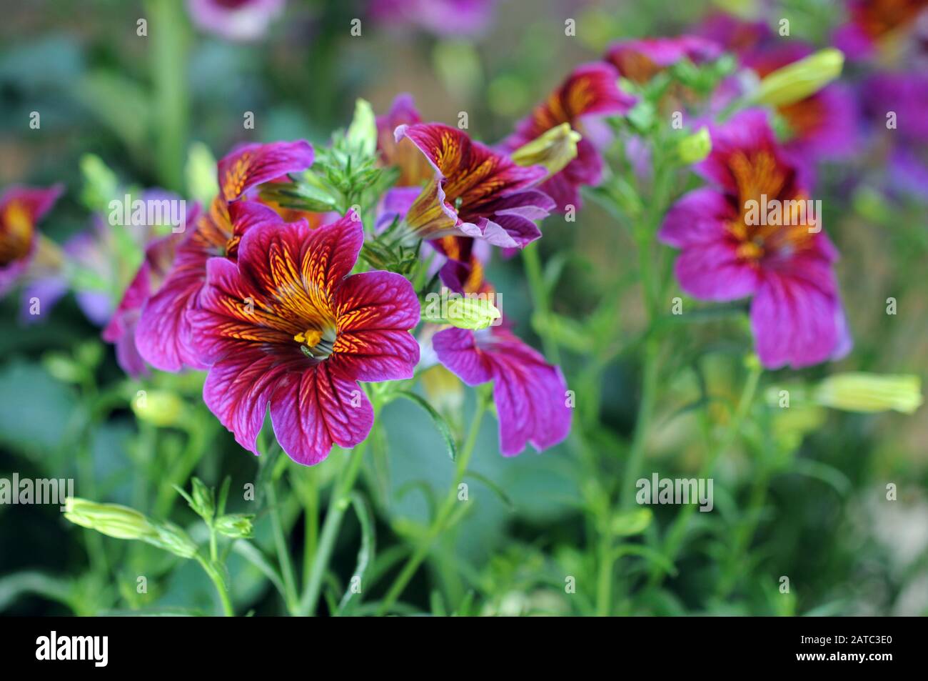 Alstroemeriaceae liliaceae hi-res stock photography and images - Alamy