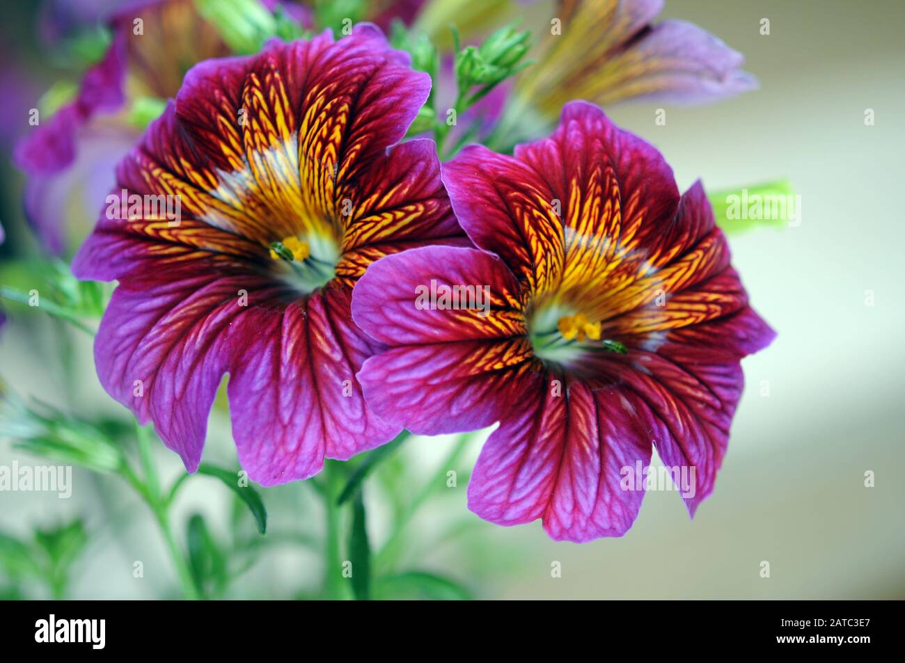 Alstro hi-res stock photography and images - Alamy