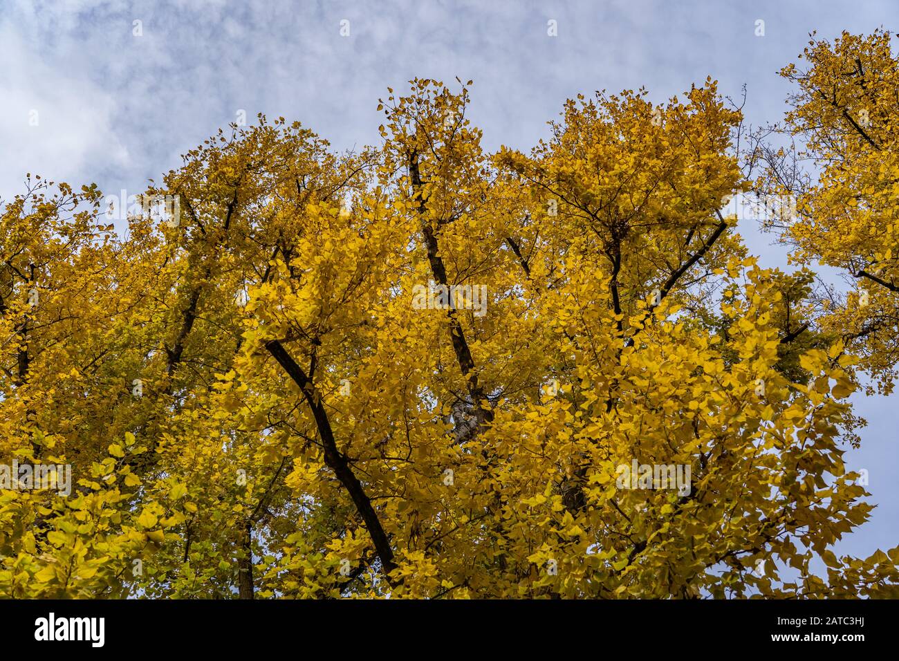 Towering poplar trees at tree farm in Berlin Germany during fall season ...