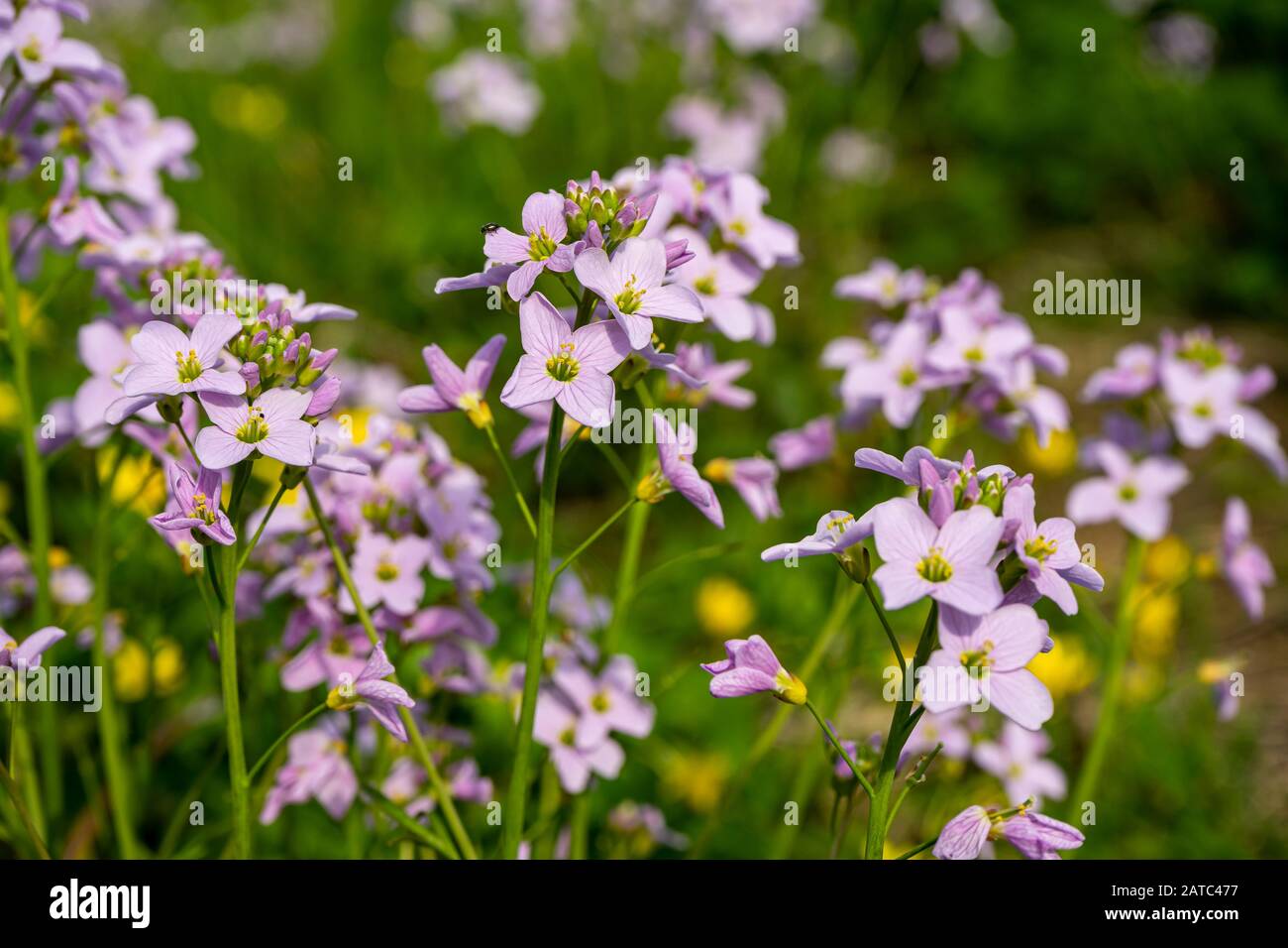 First of the spring wildflowers hi-res stock photography and images - Alamy