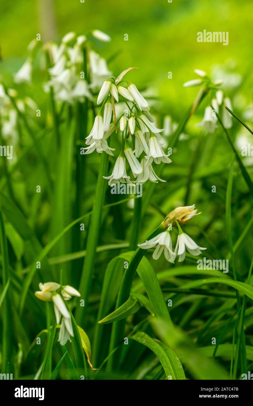 Allium triquetrum: 3 corned leek. The flower stems have 3 corners ...