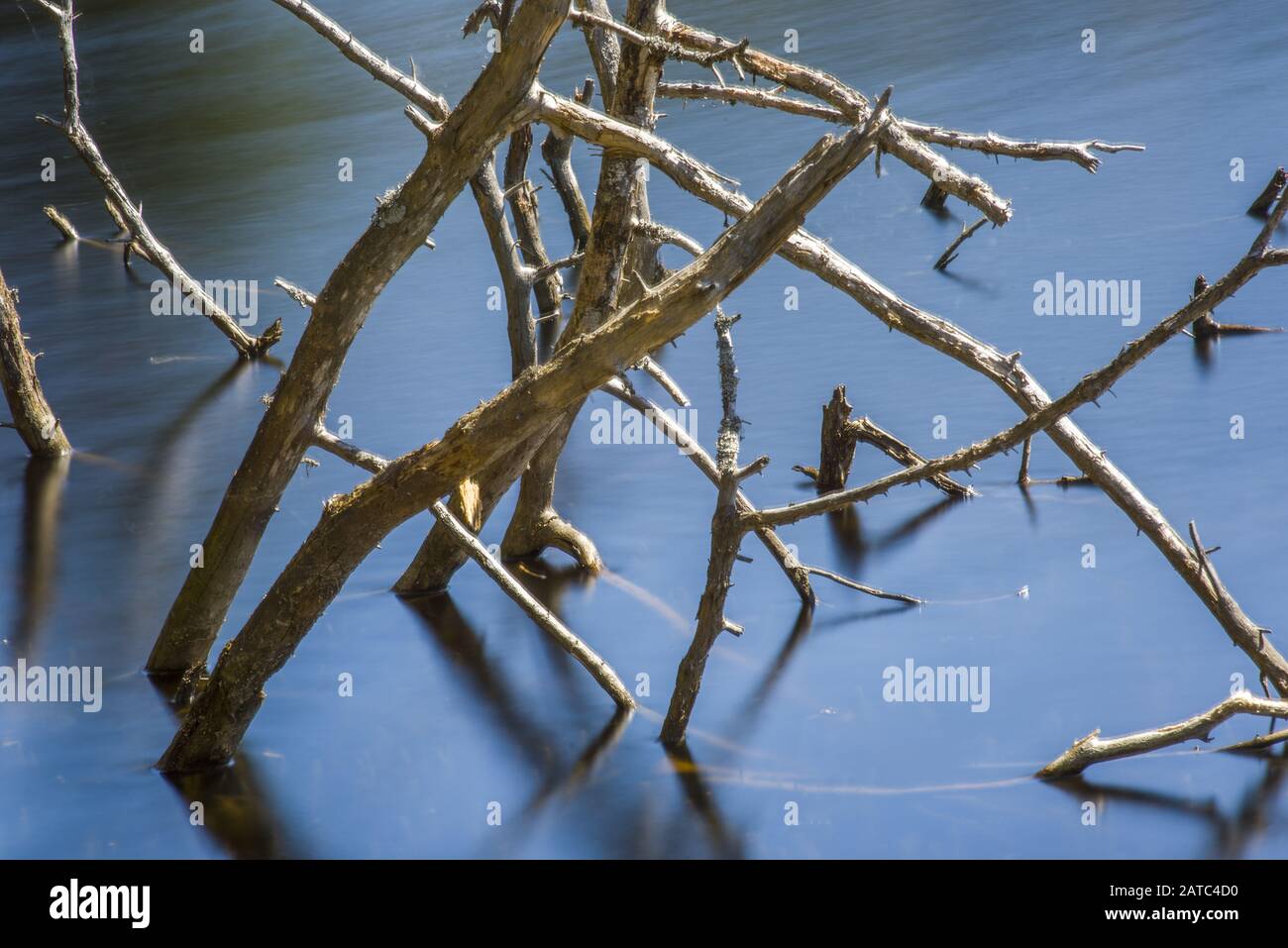 Dead Trees In Blue Water. Branches In Water. A Piece Of Tree With ...