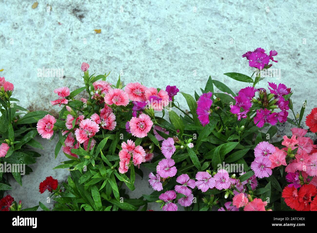 A dianthus flower bed for background uses Stock Photo - Alamy