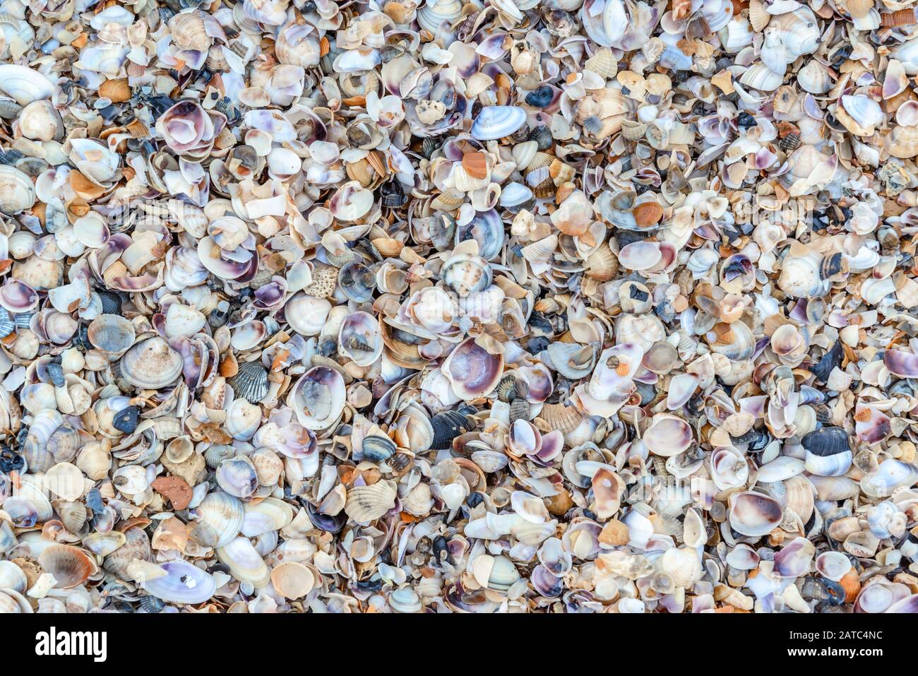 Sea shells background. A lot of seashells on a shore. Top view of many ...