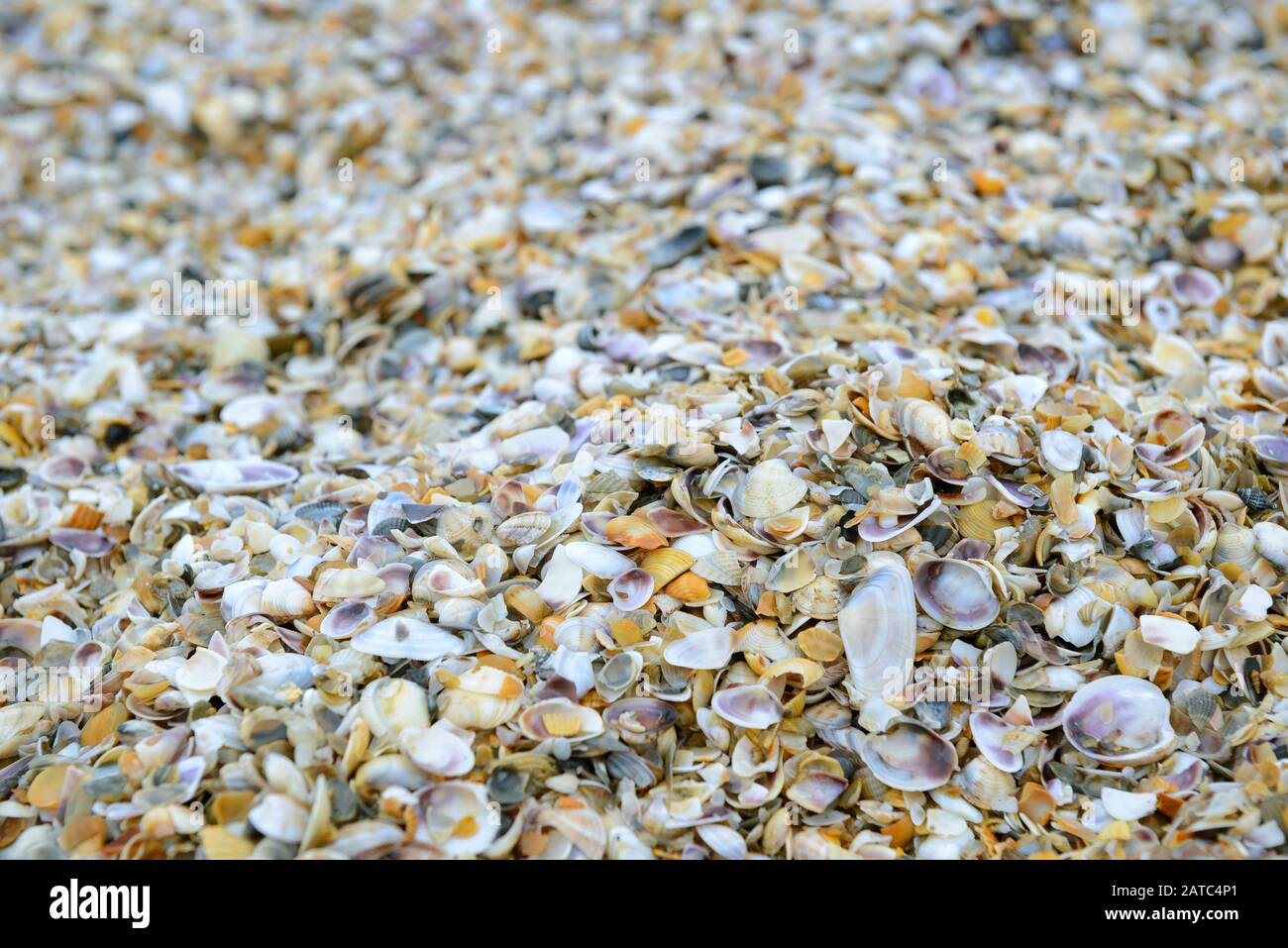 Sea shells on the coast background Stock Photo - Alamy