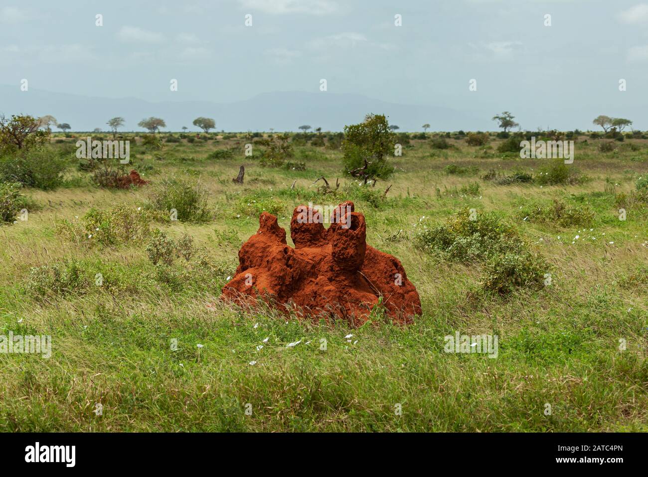 Red thermite mound in drying grass of the national park, on a bright ...