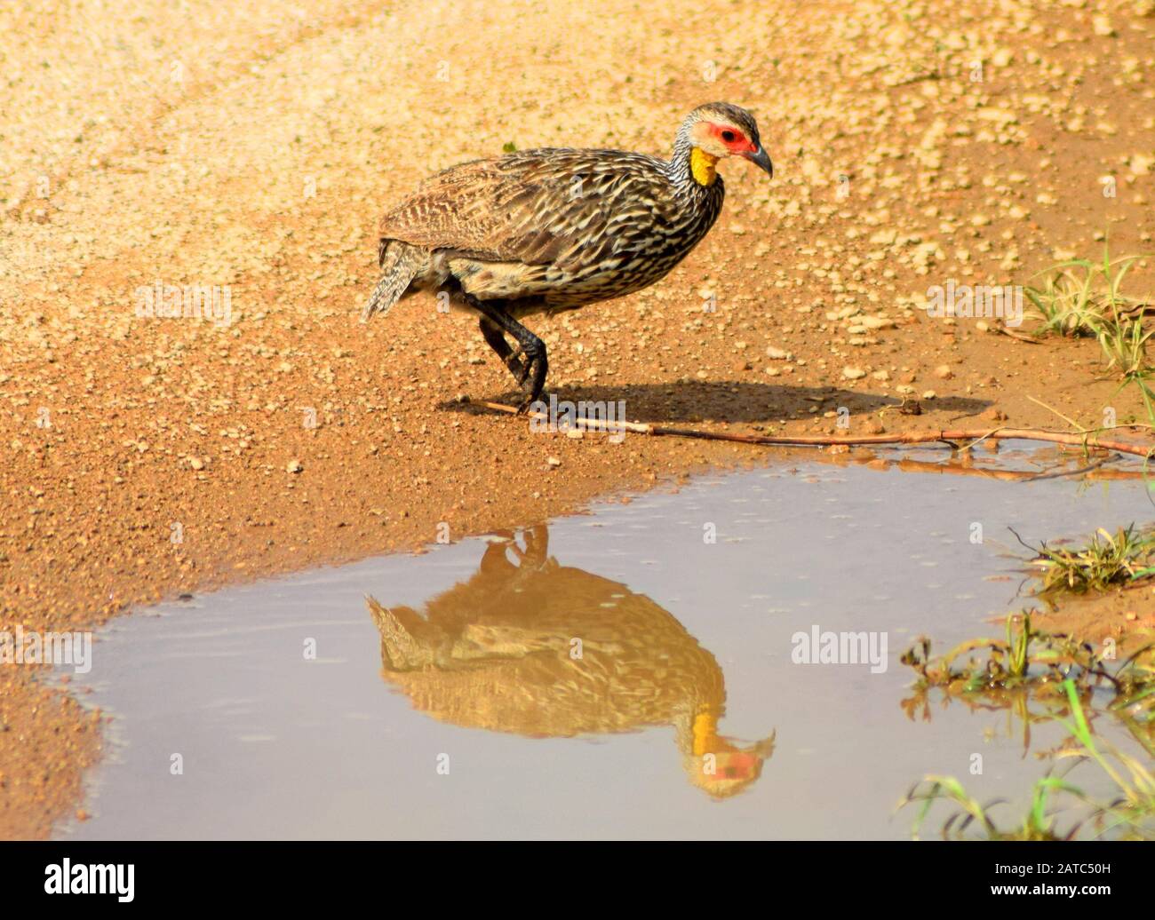 Shallow puddle hi-res stock photography and images - Alamy