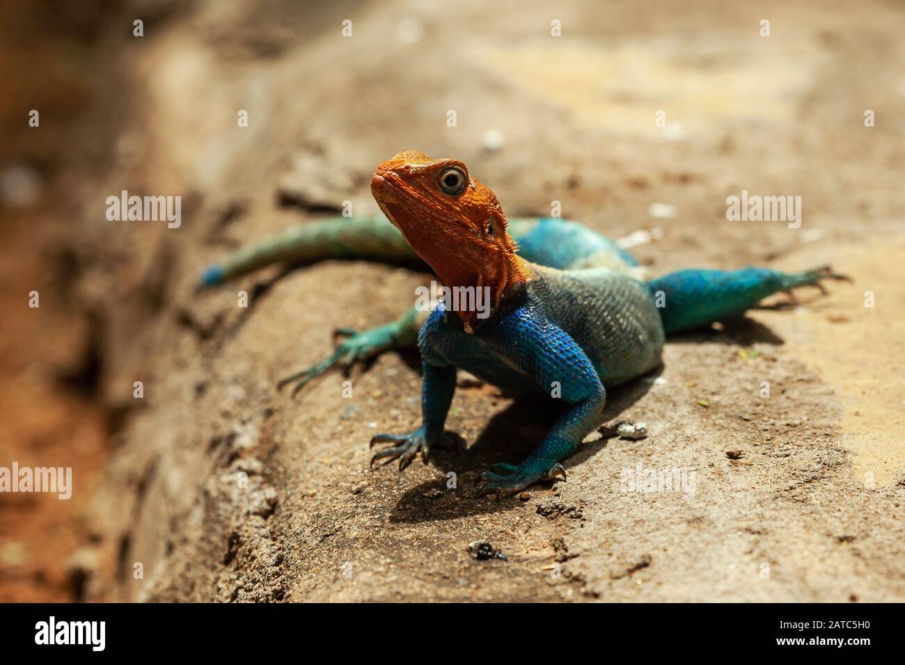 Male rainbow lizard (agama agama) looking up - Tsavo East (Kenya Stock Photo - Alamy