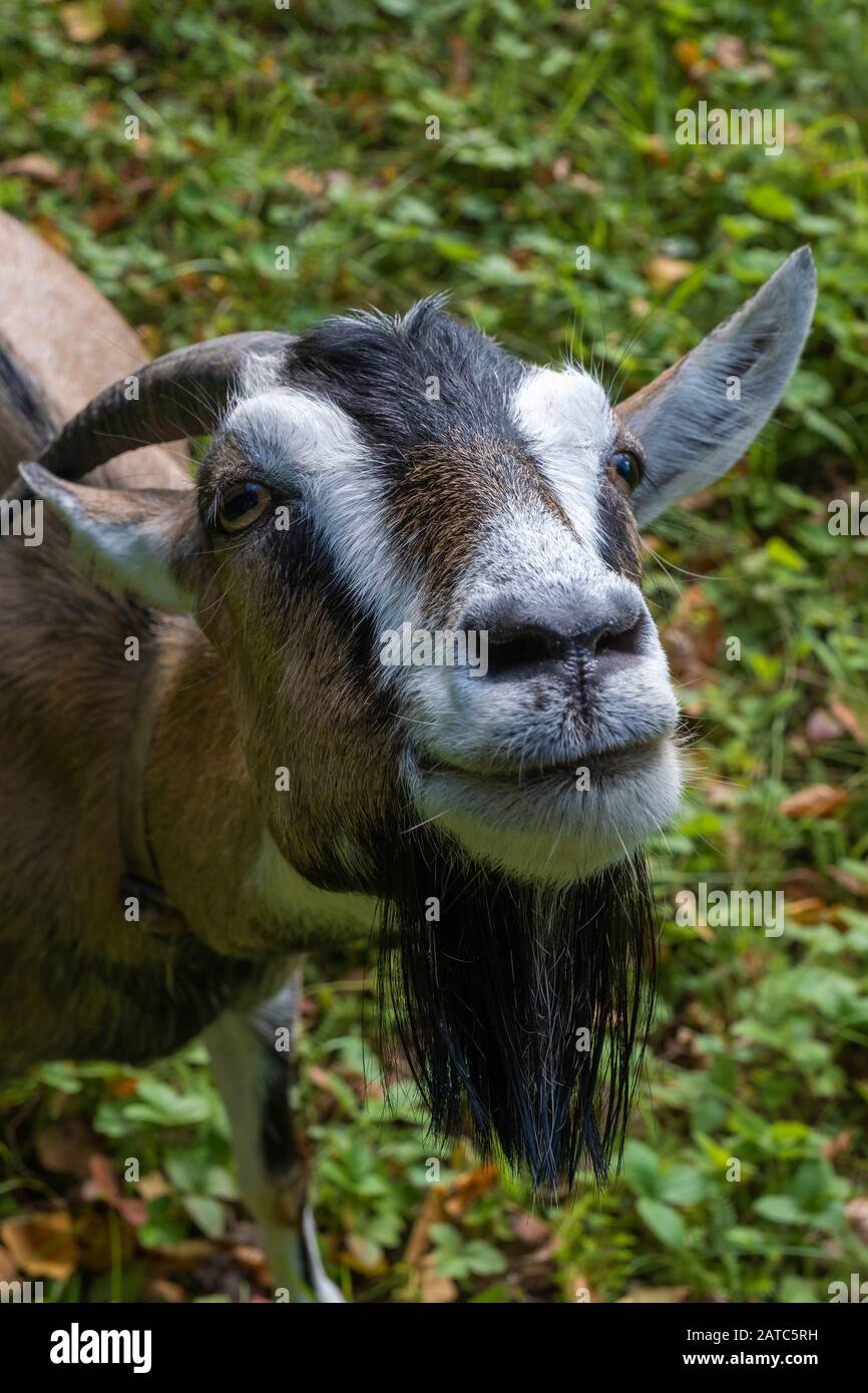 Goat beard hi-res stock photography and images - Alamy