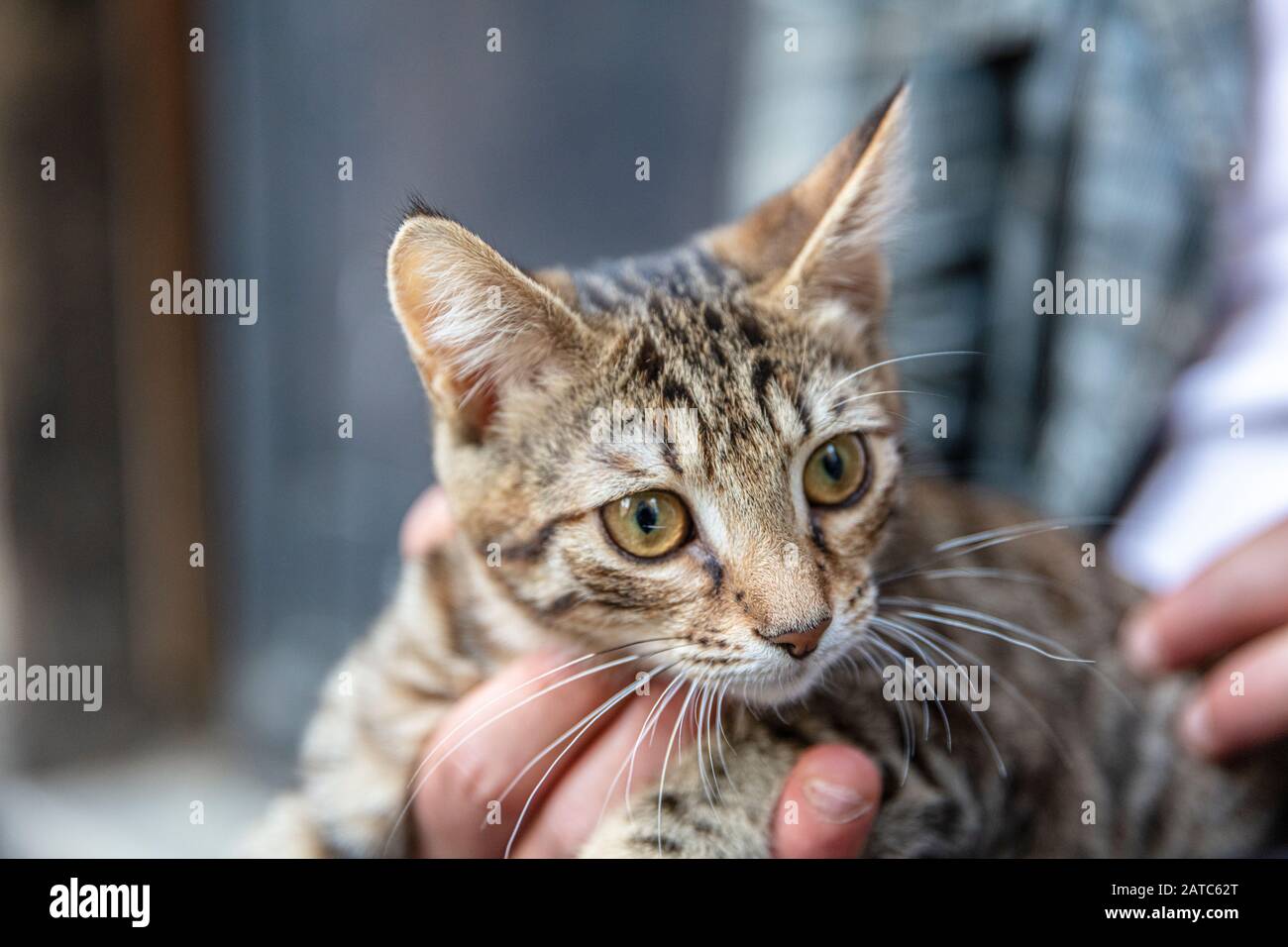 Kitten playing and biting owner's hand.A adorable cat lying on owner ...