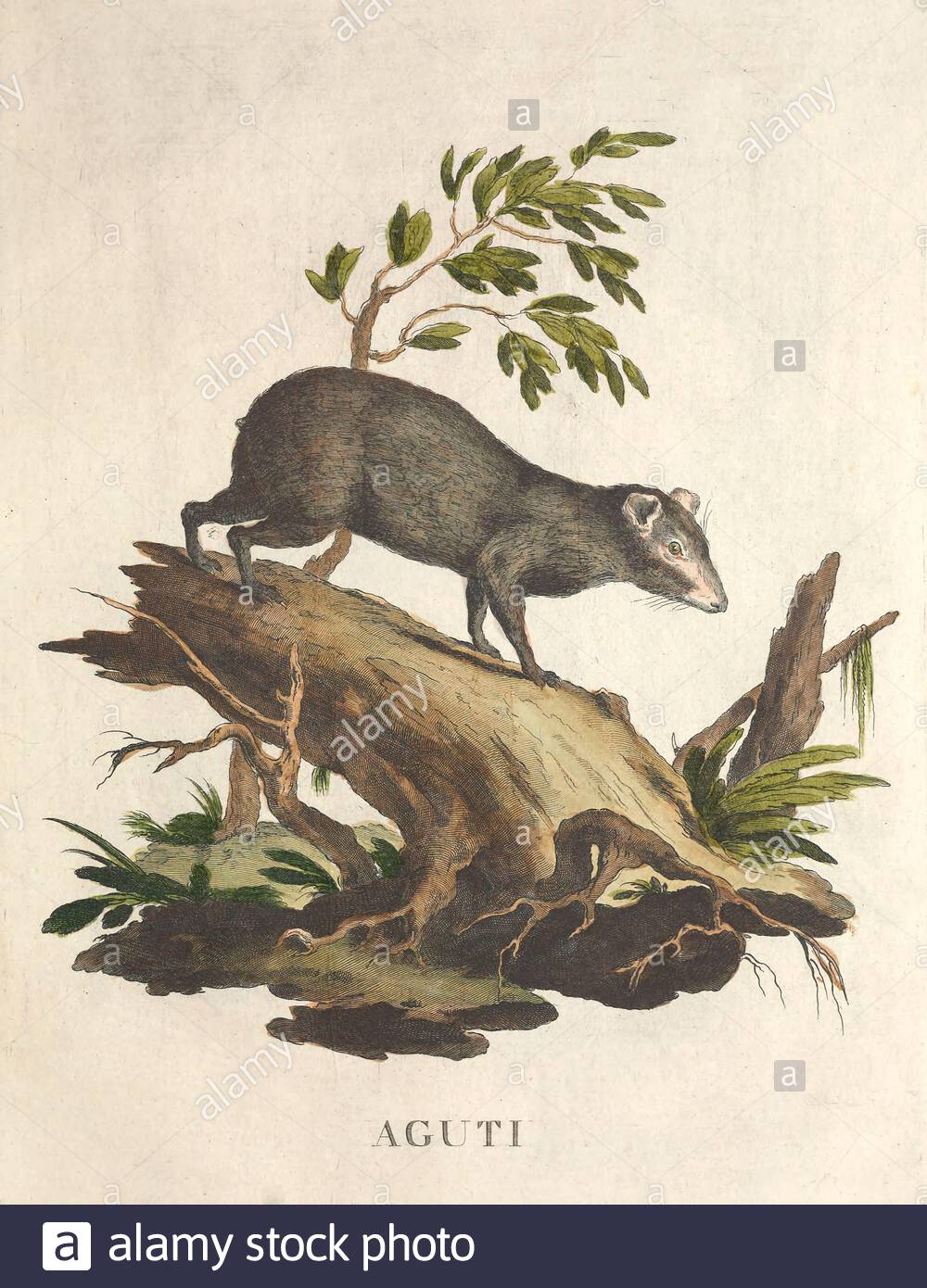 Agouti illustration hi-res stock photography and images - Alamy
