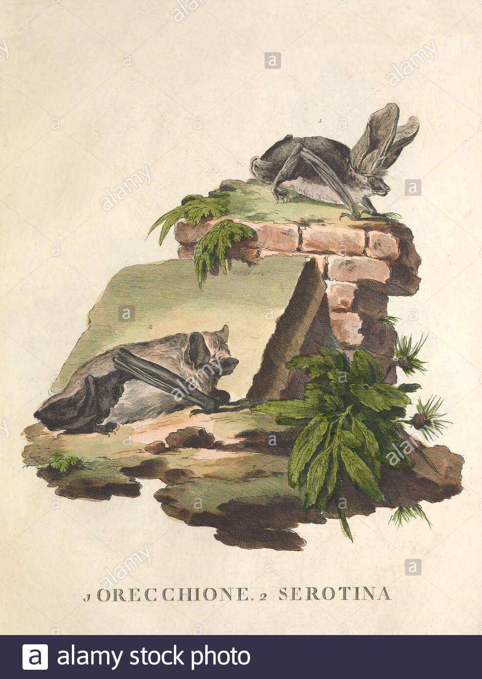 Vintage bat print hi-res stock photography and images - Alamy