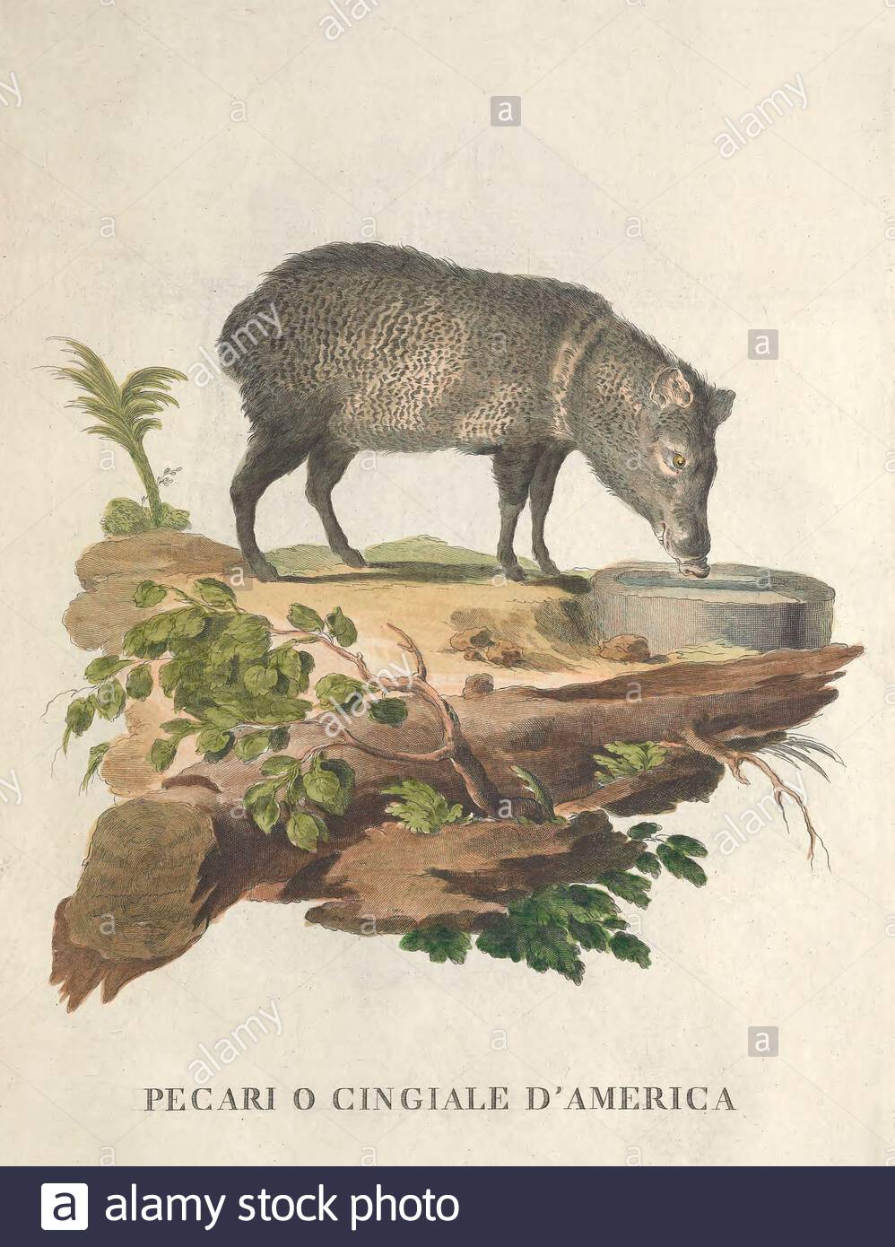 Peccary drawing hi-res stock photography and images - Alamy