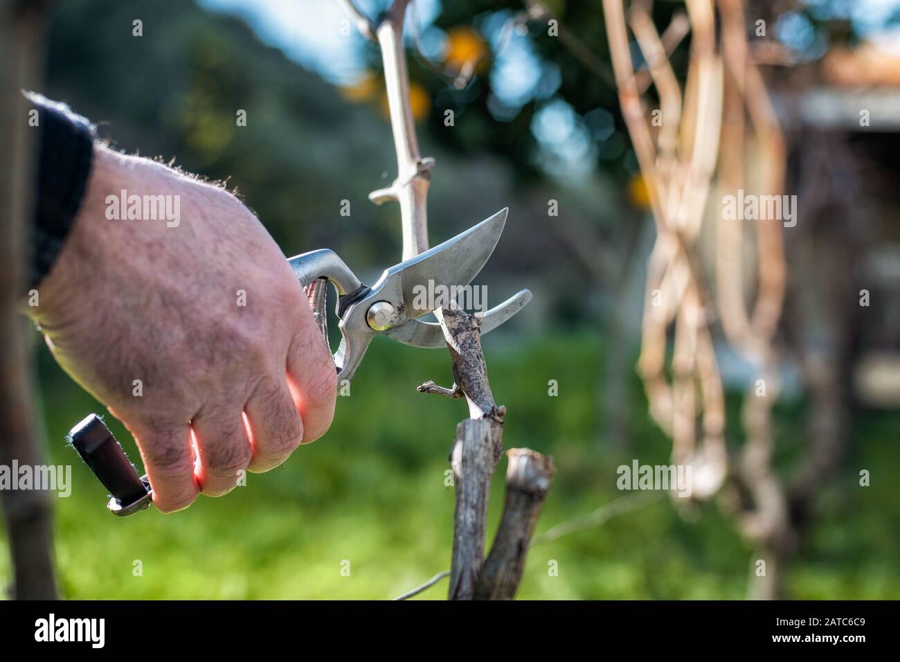 Close-up of a winegrower hand. Prune the vineyard with professional ...