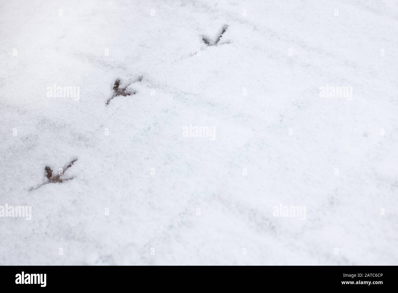 Pigeon footprints in snow hi-res stock photography and images - Alamy