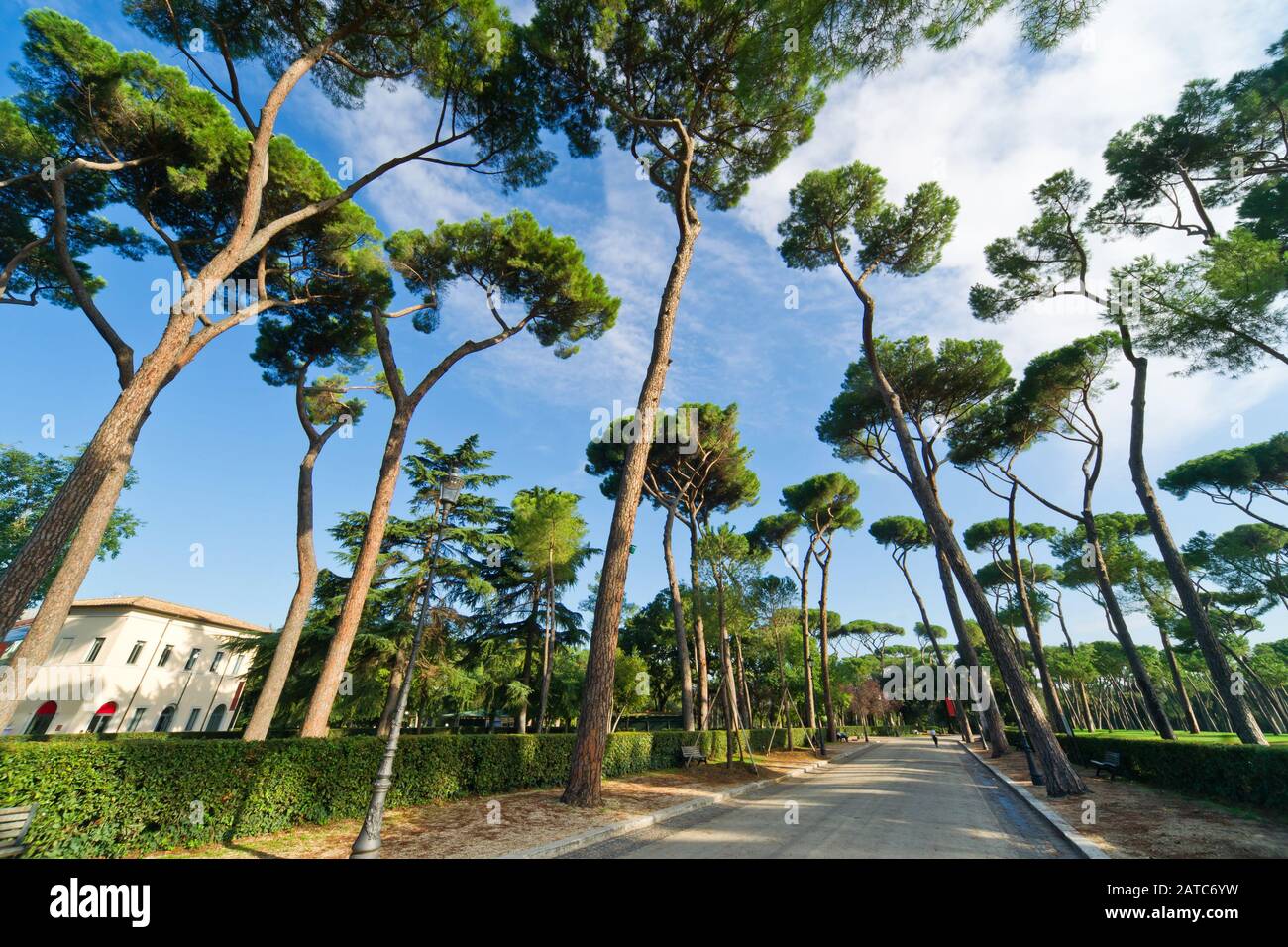 Villa borghese pine trees hi-res stock photography and images - Alamy