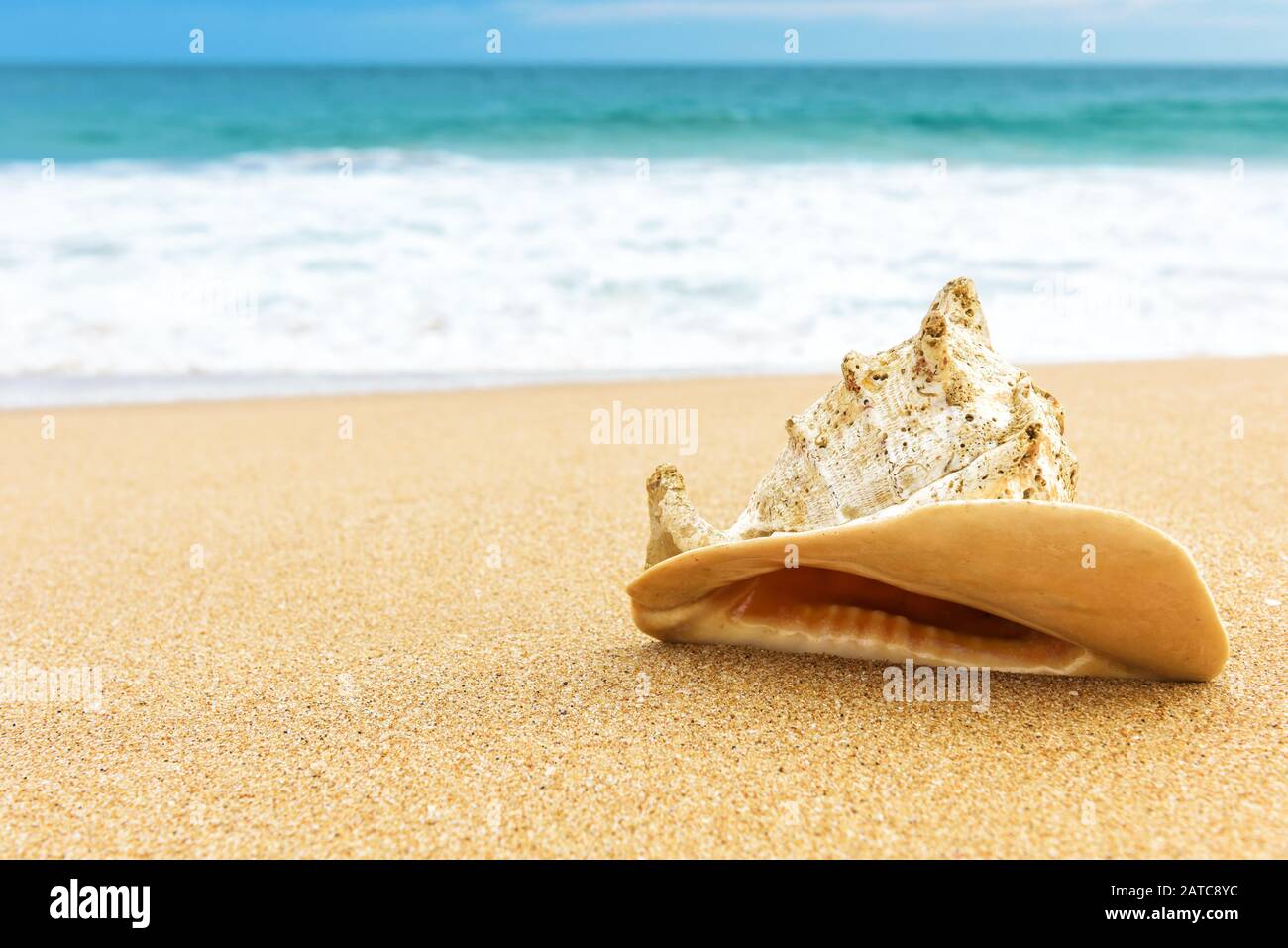 Indian ocean shell beach hi-res stock photography and images - Alamy