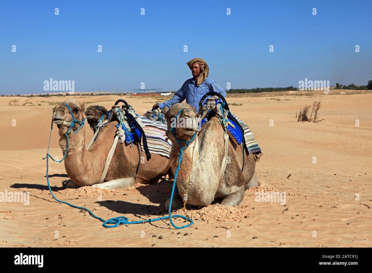 Camel driver waiting for customers Stock Photo - Alamy