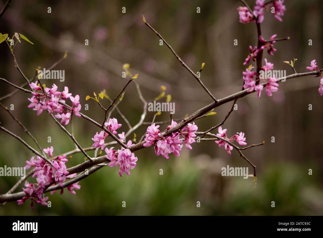 Pink flowering tree up against the backdrop of the forest Stock Photo ...