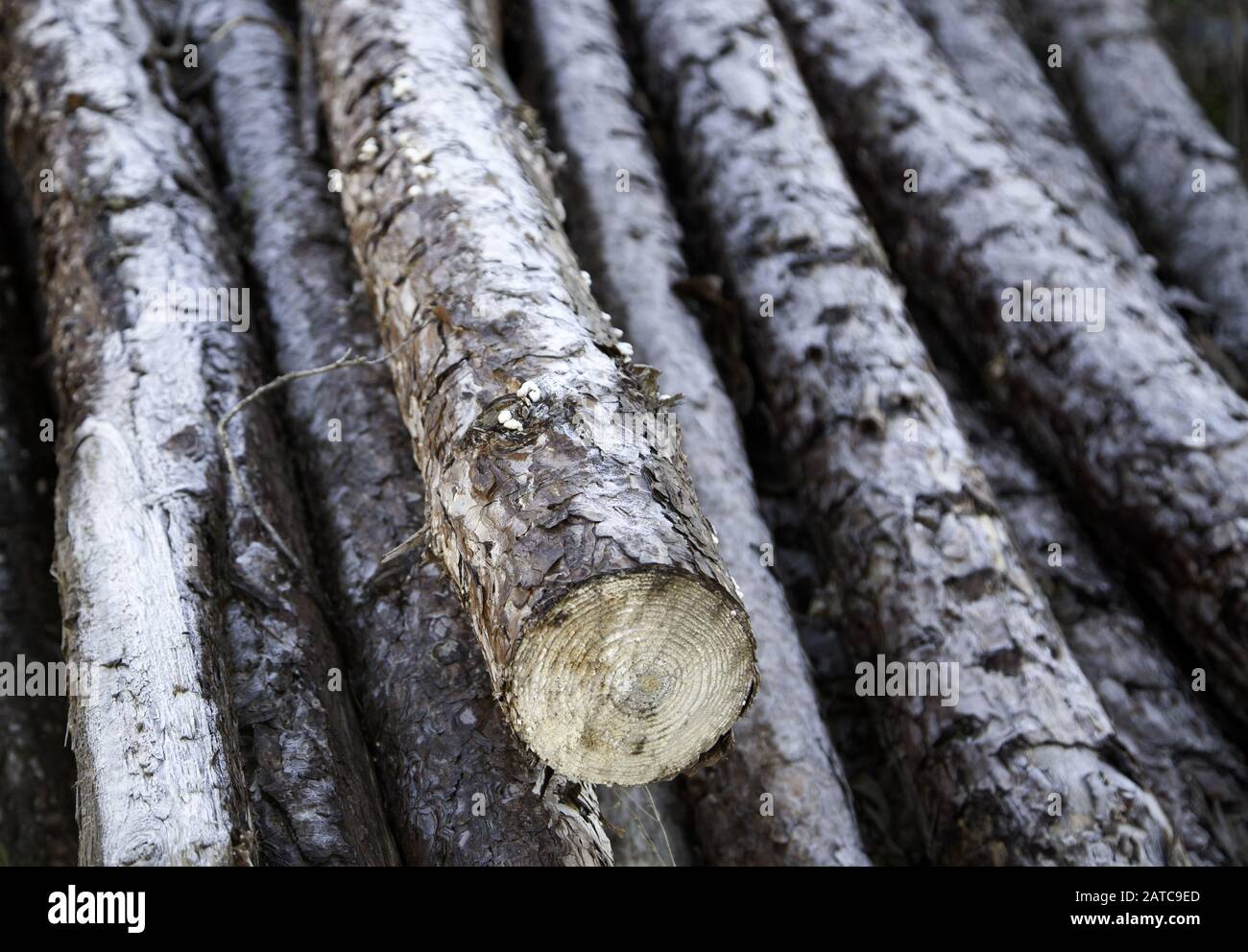 Stacked wood logs for firewood, nature and recycling Stock Photo - Alamy