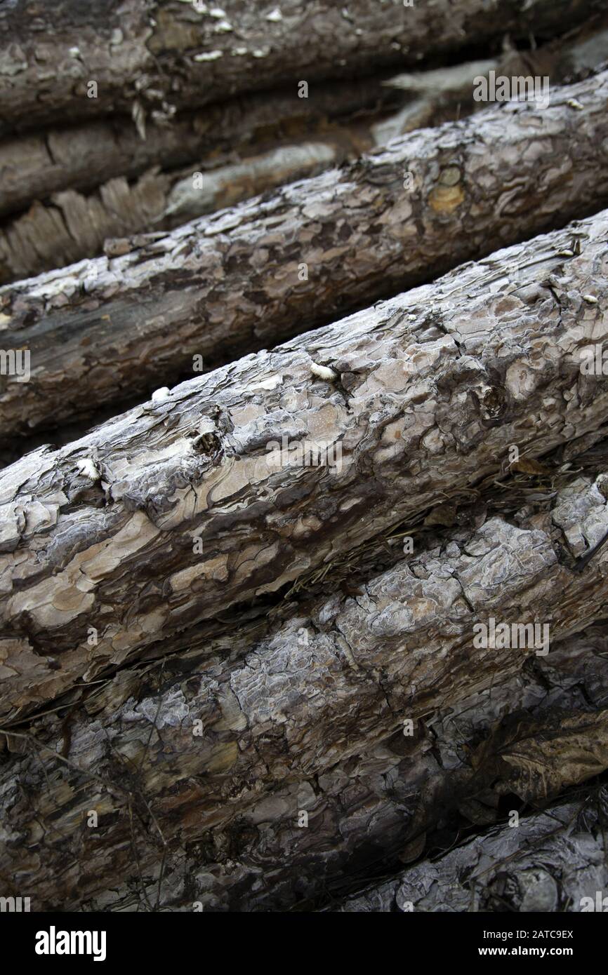 Stacked wood logs for firewood, nature and recycling Stock Photo - Alamy