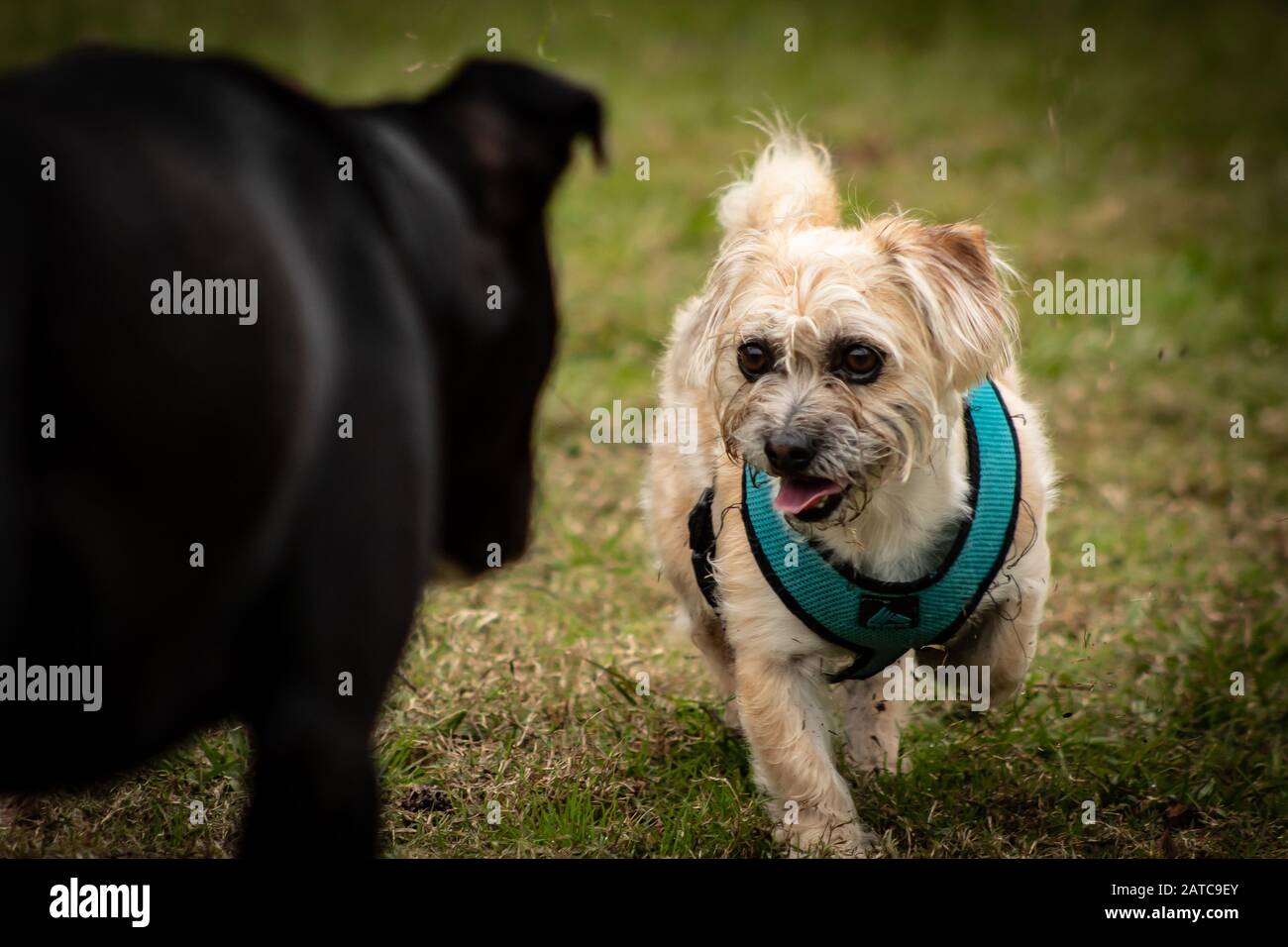 Little dog stands down larger dog Stock Photo - Alamy