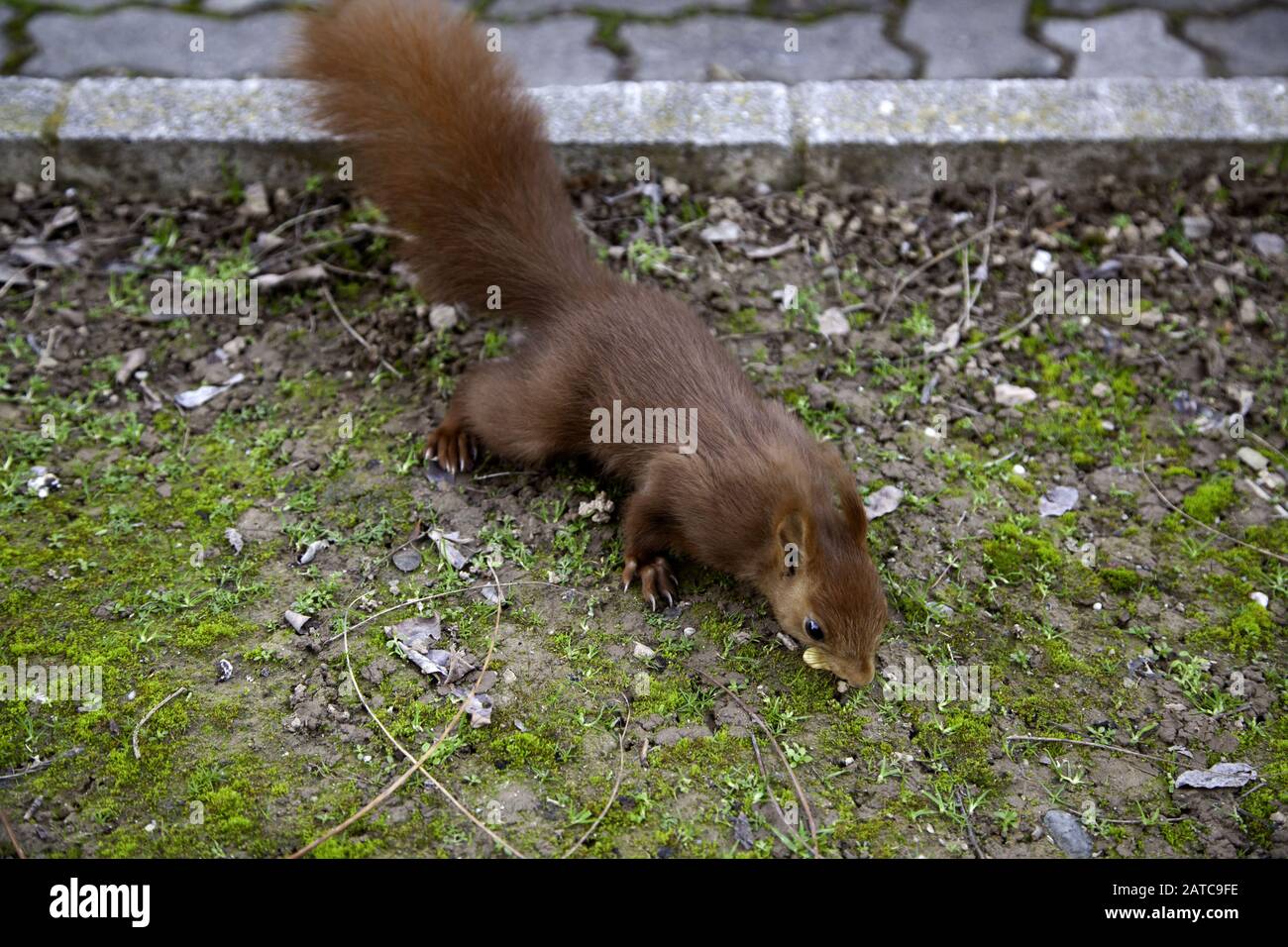 Squirrel in forest, animals in freedom, rodents, nature Stock Photo - Alamy