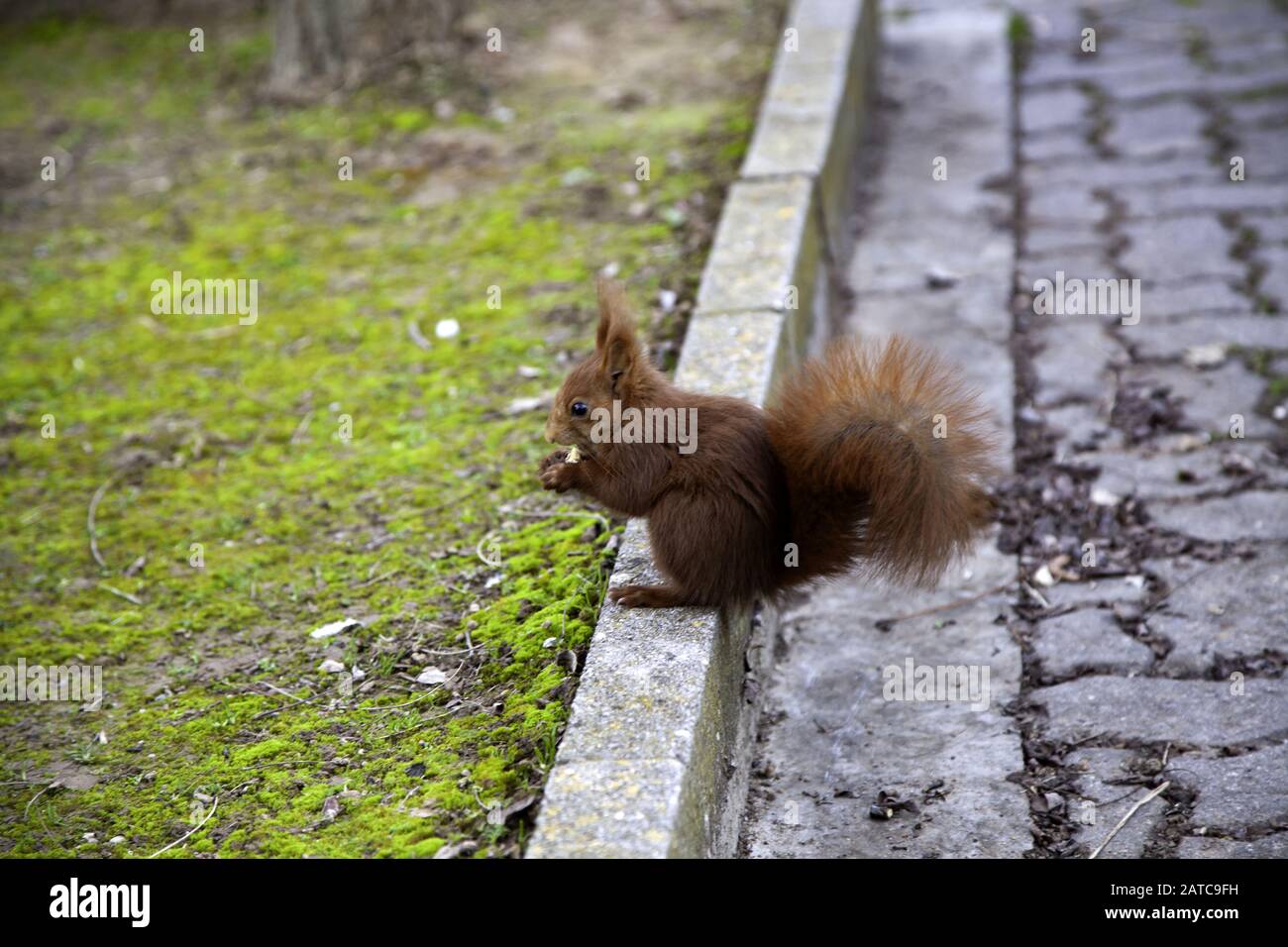 Squirrel in forest, animals in freedom, rodents, nature Stock Photo - Alamy