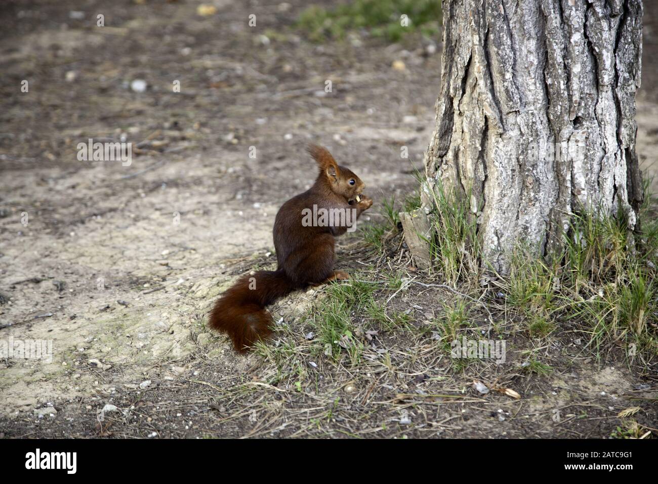 Squirrel in forest, animals in freedom, rodents, nature Stock Photo - Alamy