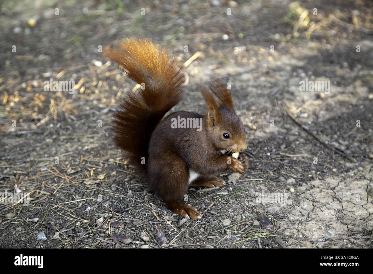 Squirrel in forest, animals in freedom, rodents, nature Stock Photo - Alamy