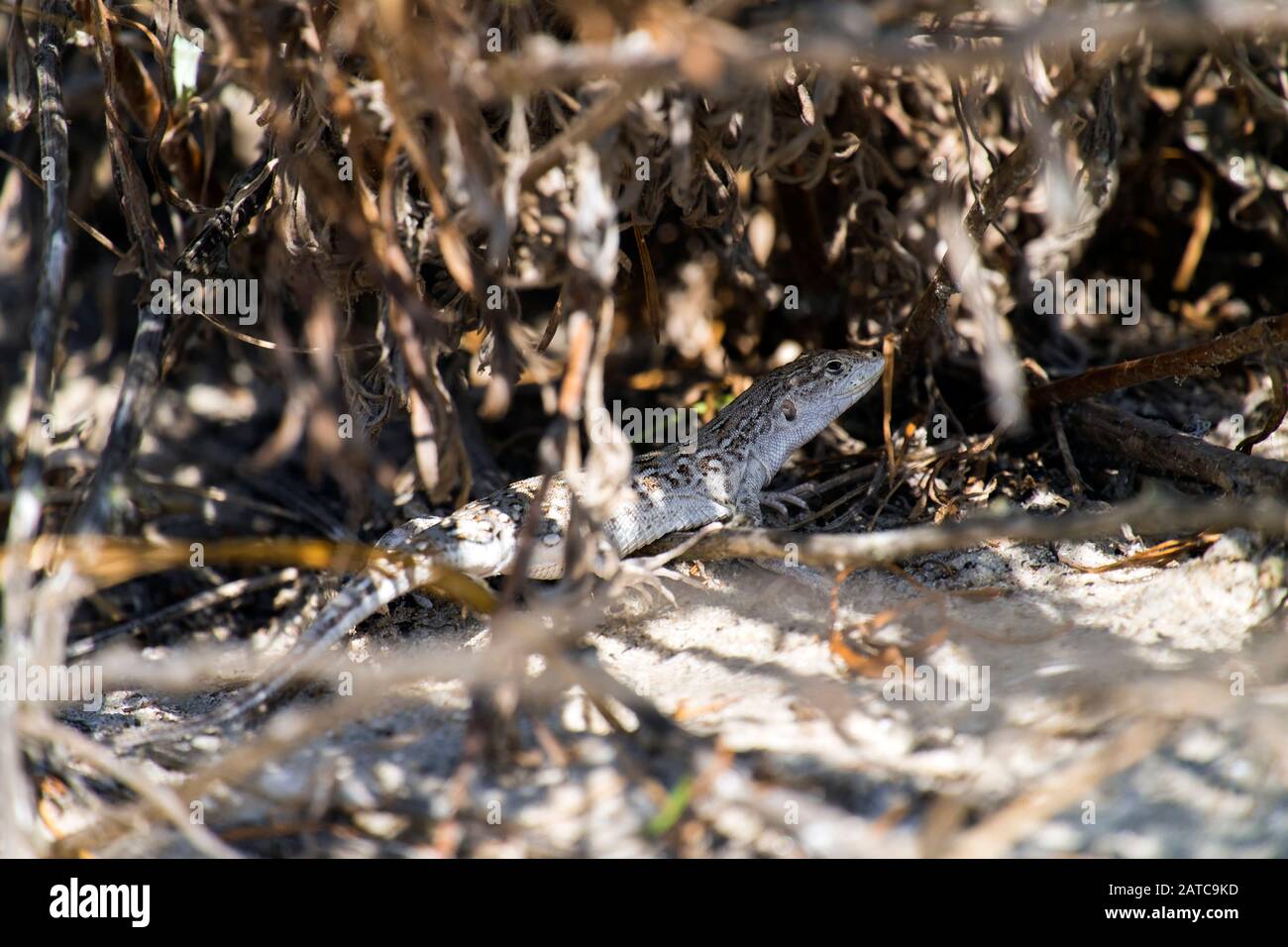 Steppe-runner lizard. Image of habitat (Eremias arguta Stock Photo - Alamy