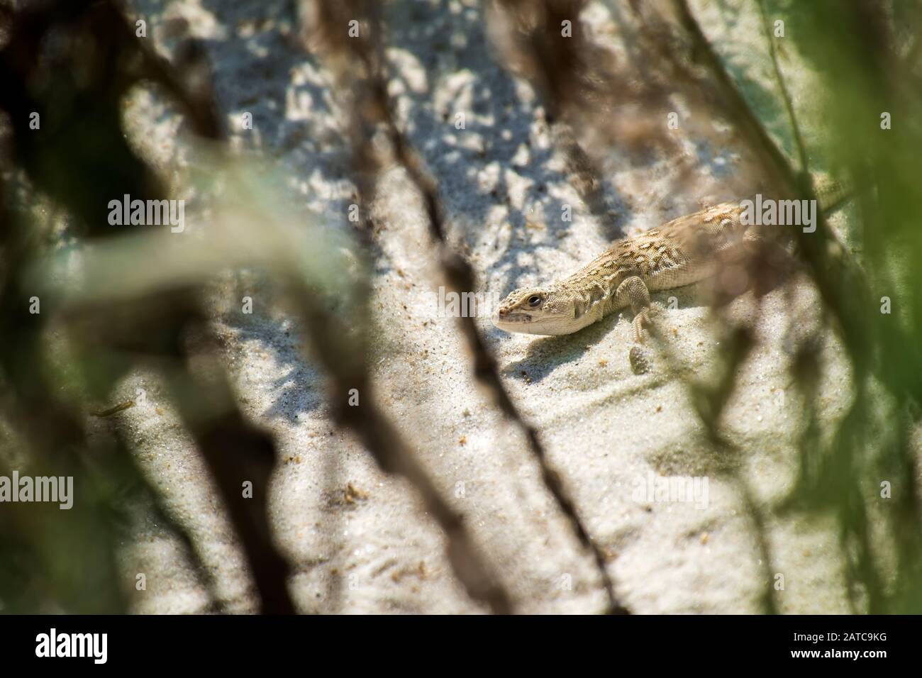 Steppe-runner lizard. Image of habitat (Eremias arguta Stock Photo - Alamy