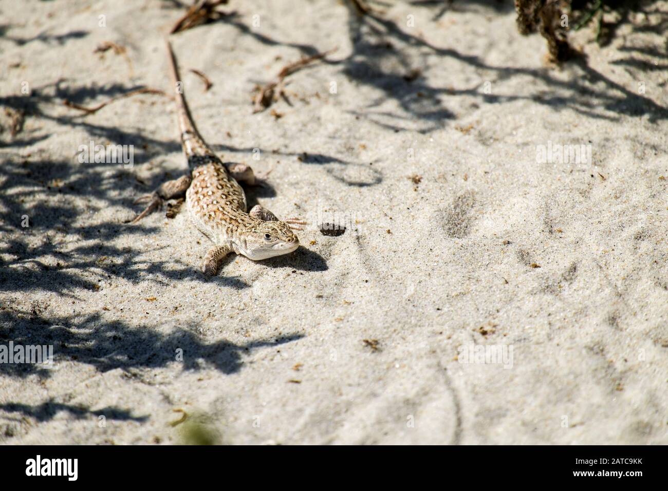 Arguta eremias arguta hi-res stock photography and images - Alamy