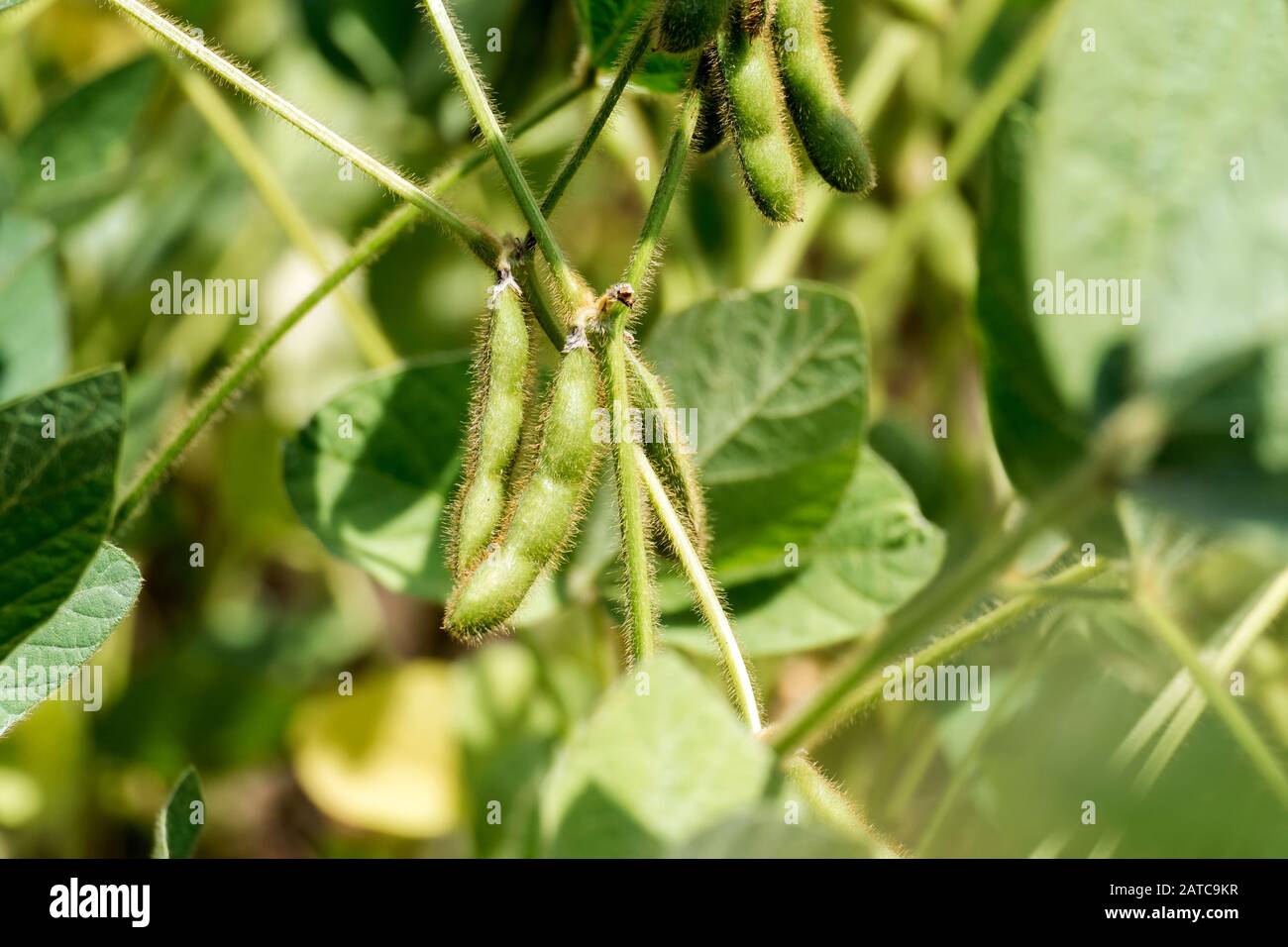 Soya bean fruit (Glycine max Stock Photo - Alamy
