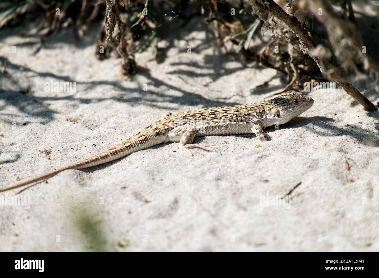 Steppe-runner lizard. Image of habitat (Eremias arguta Stock Photo - Alamy