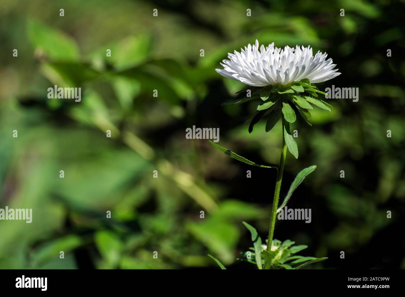 White Aster Flower. White heath aster Stock Photo - Alamy