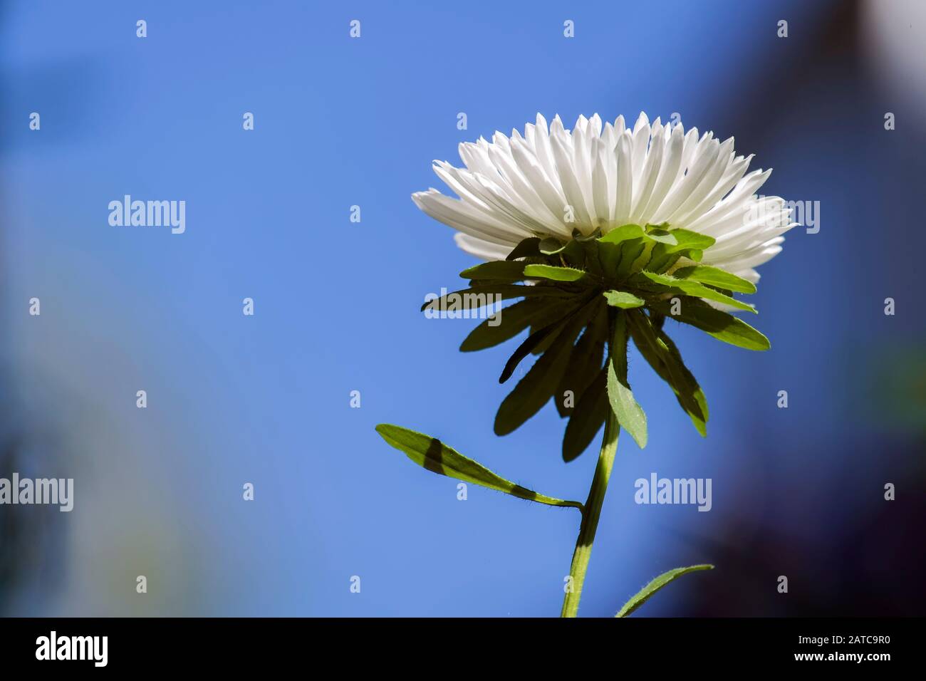 Aster ericoides white aster heath hi-res stock photography and images ...