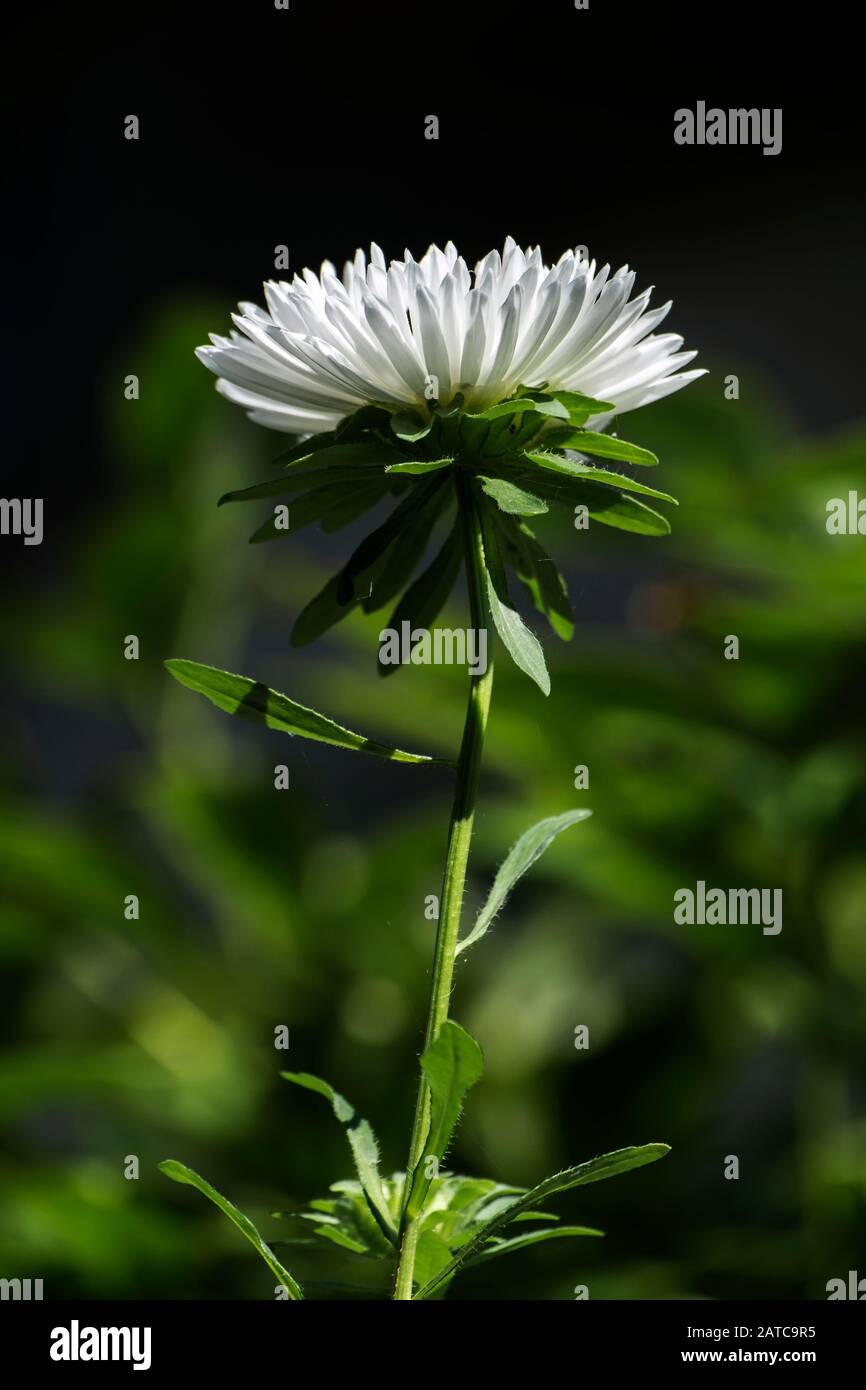 White Aster Flower. White heath aster Stock Photo - Alamy