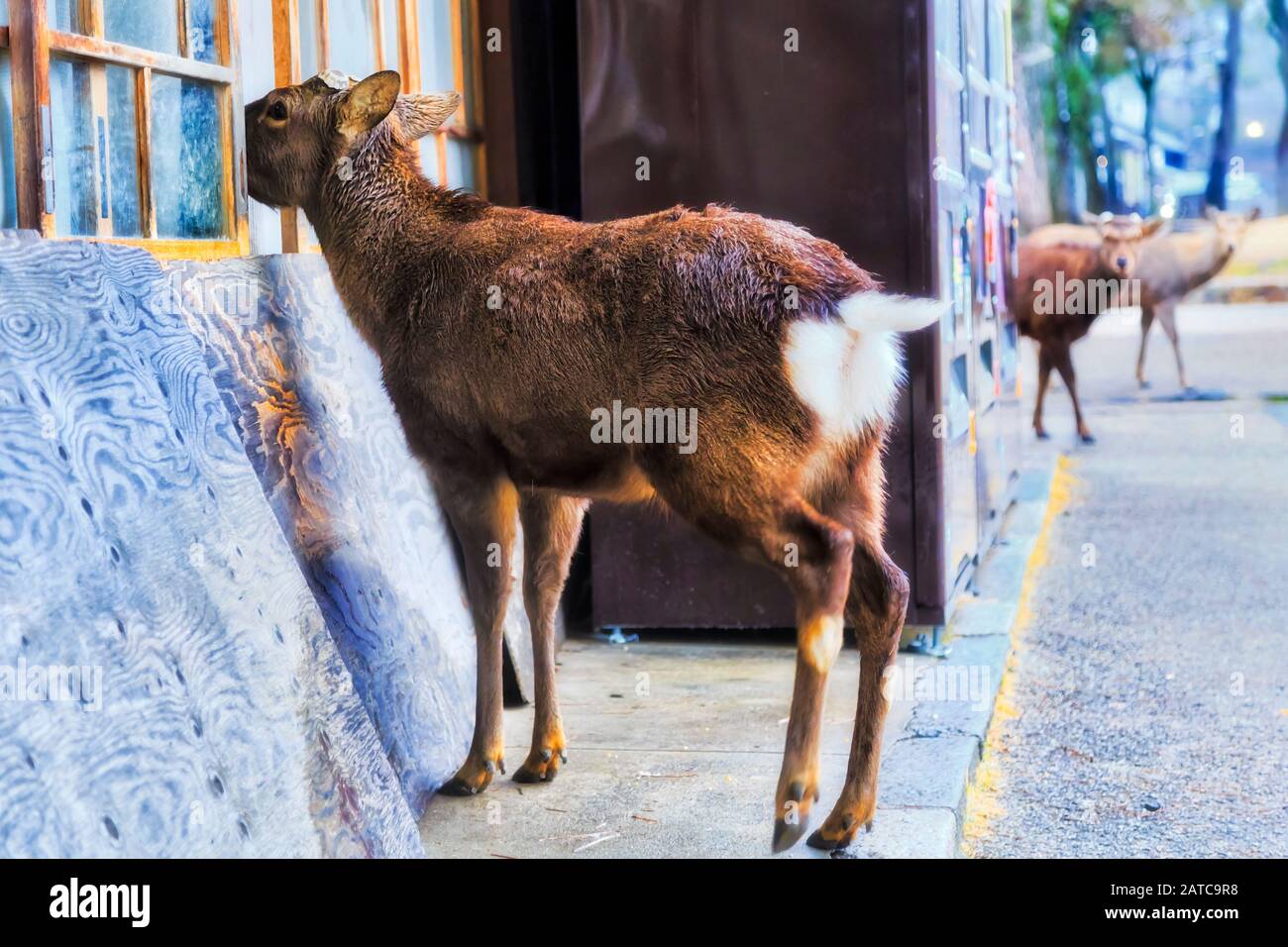 Young hungry deer in Japan city Nara begging for food in local store ...