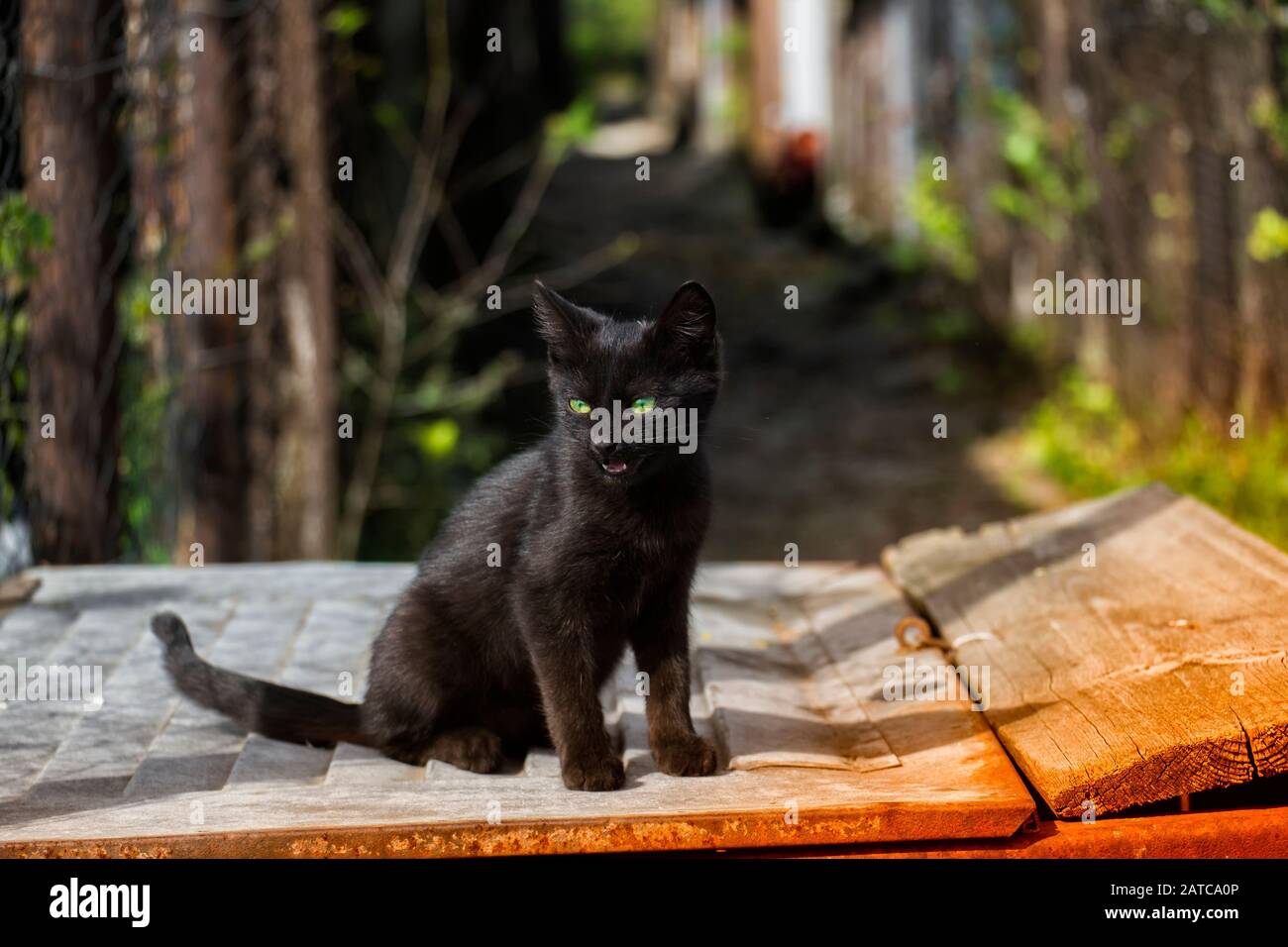 Hellish animal hi-res stock photography and images - Alamy