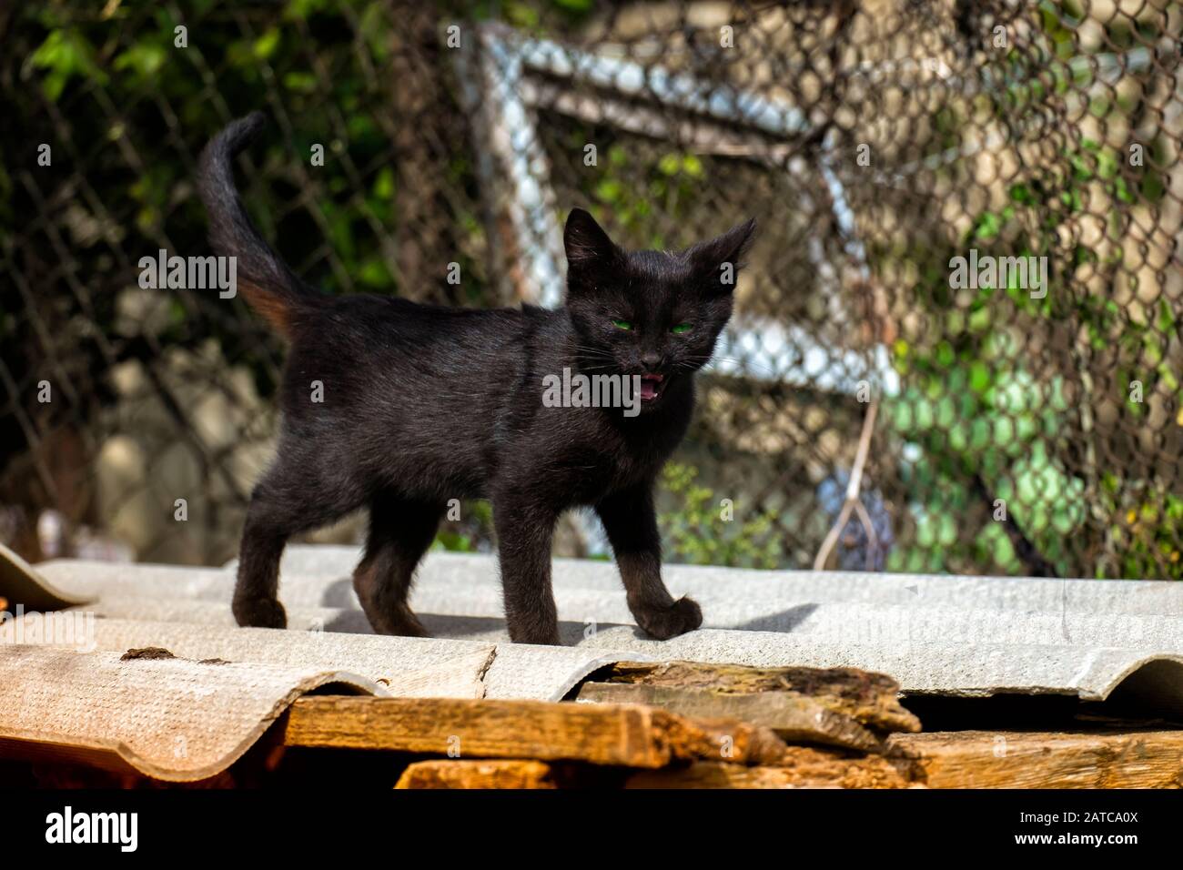 Hellish animal hi-res stock photography and images - Alamy
