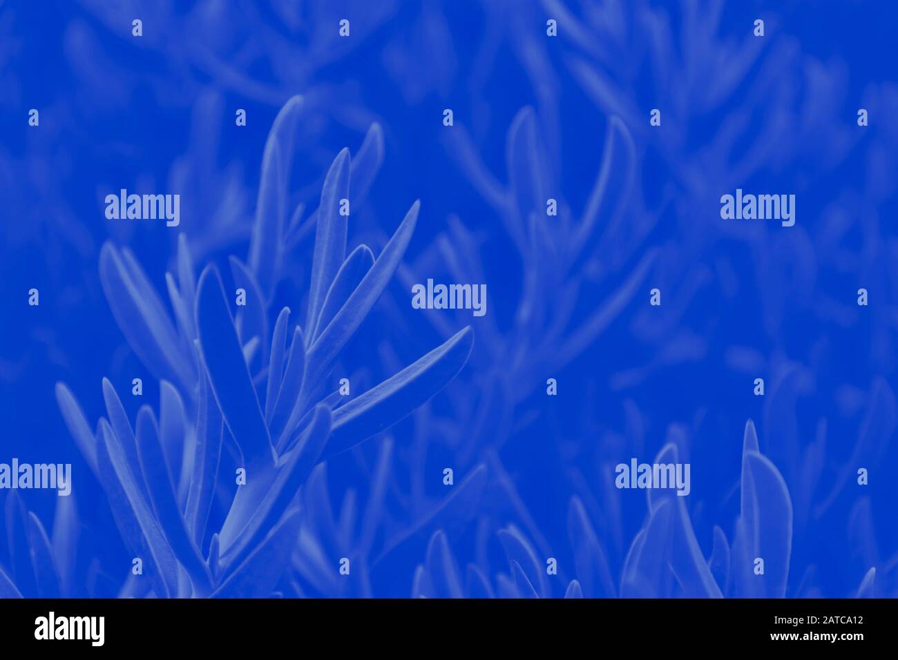 Abstract gradient deep blue background with succulent plant pattern ...