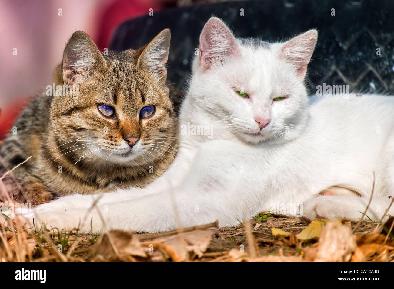 Cute cats. White tomcat and striped cat huddled together lie on the ...