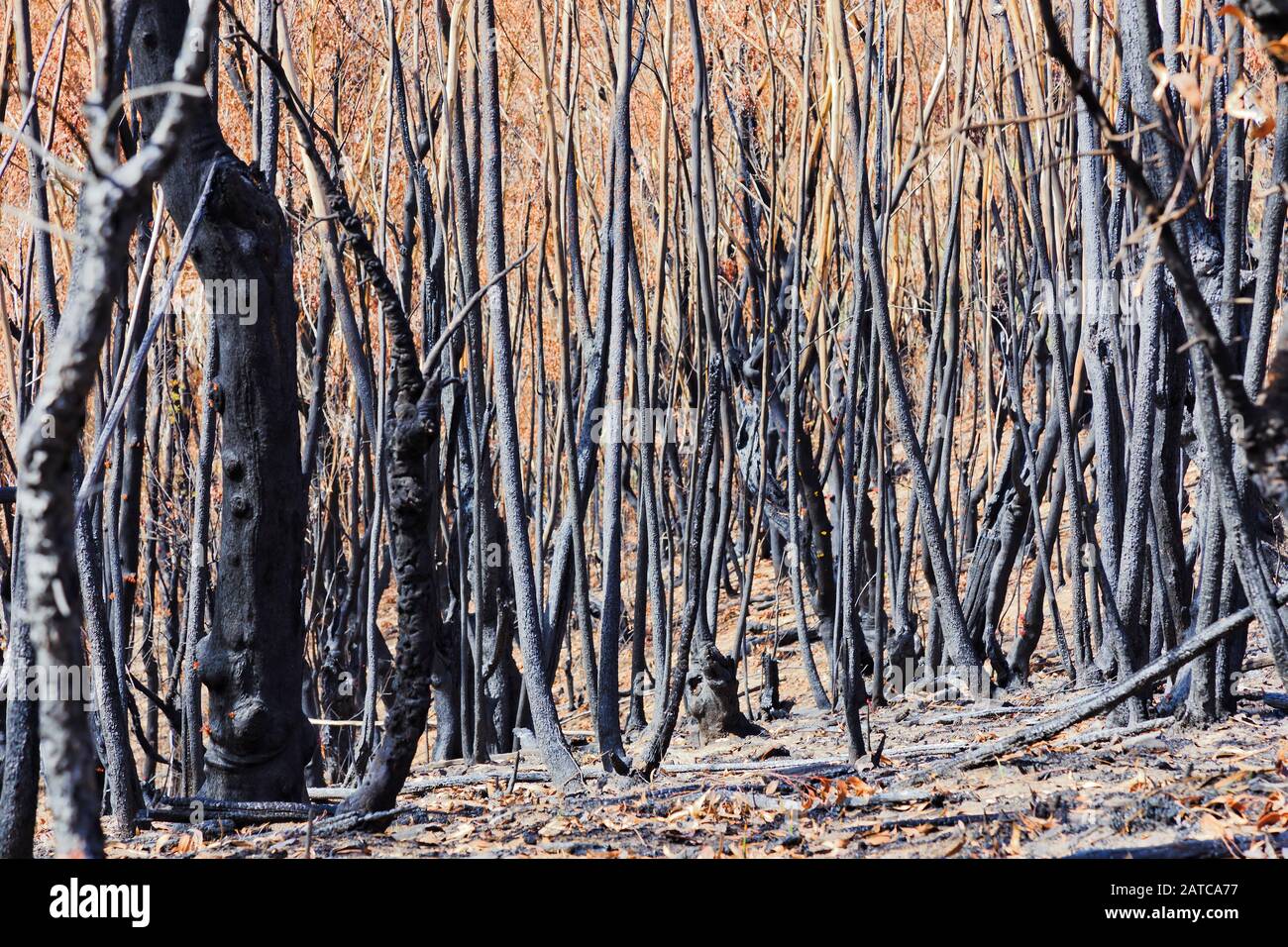 Blue Gum Trees High Resolution Stock Photography and Images - Alamy