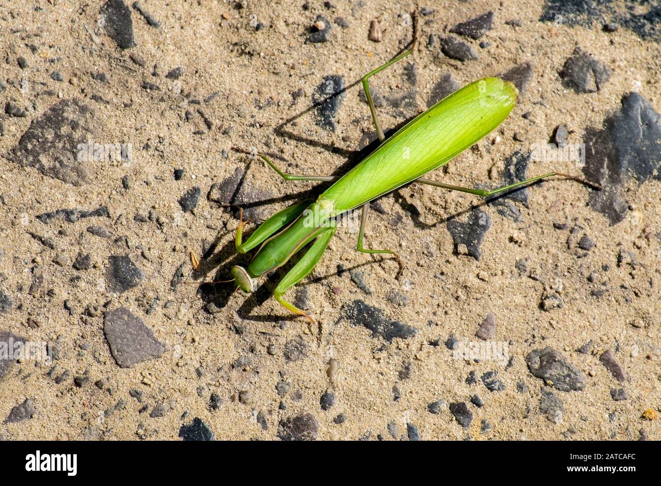 Female praying mantis sits on the ground. View from above (Mantis ...