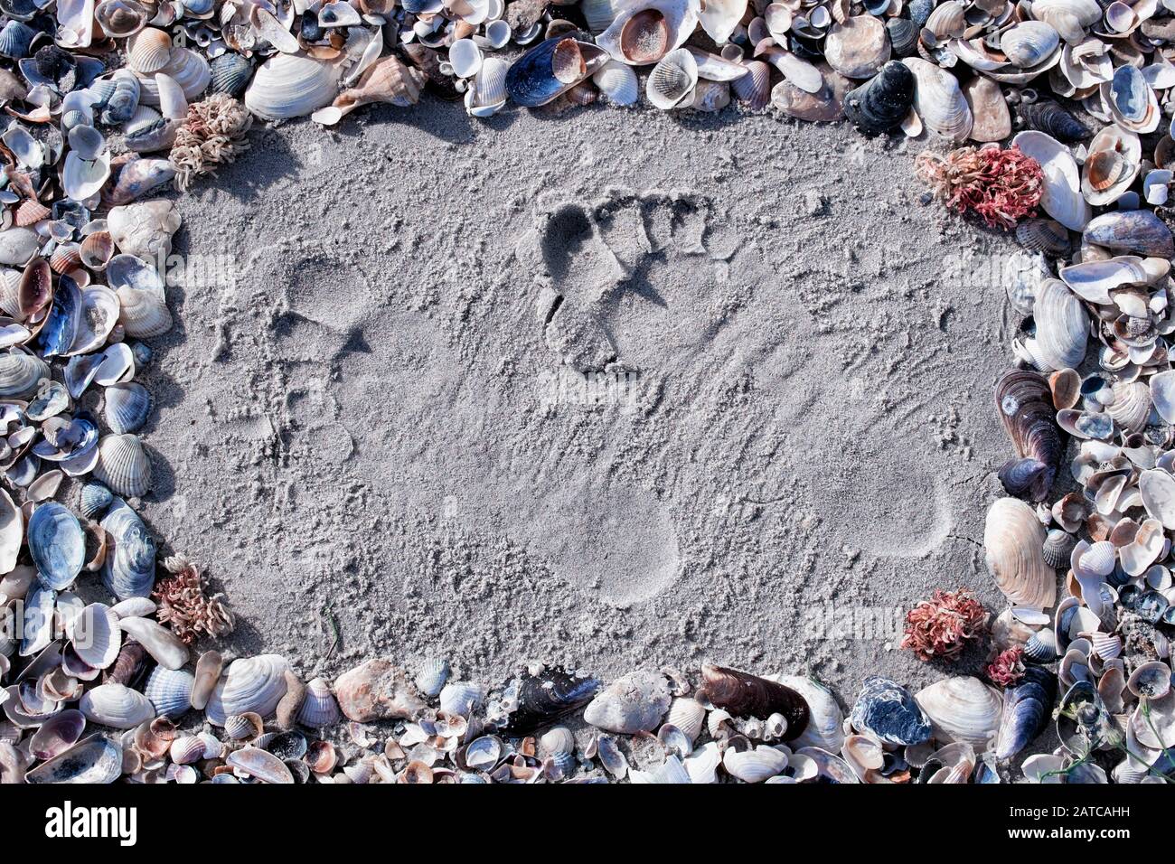 Frame of sea shells in the cold Scandinavian style and the imprint of ...