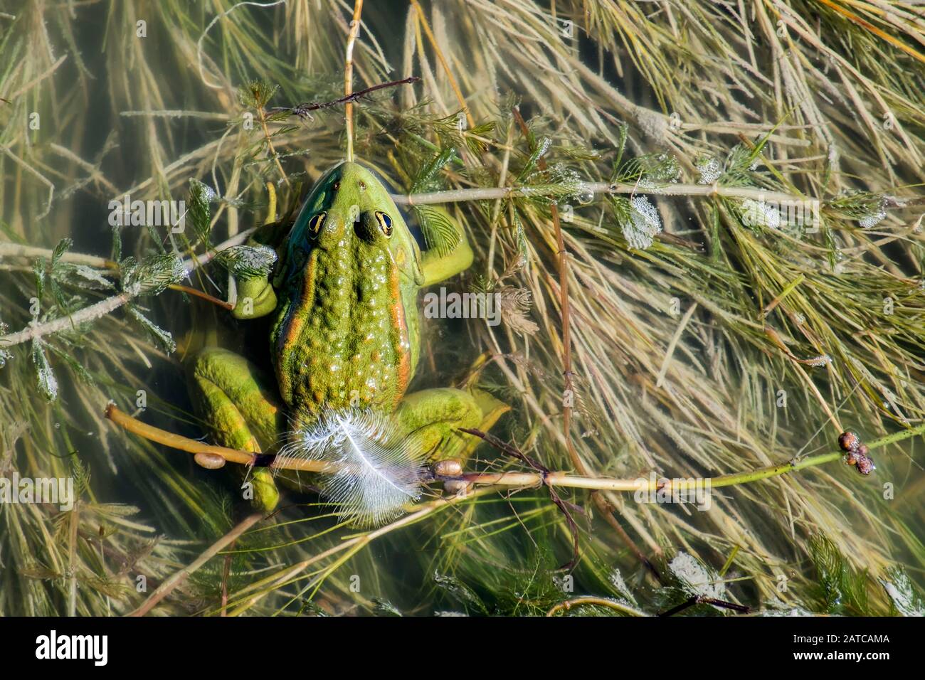 Green marsh frog sits on algae in a lake (Pelophylax ridibundus Stock ...