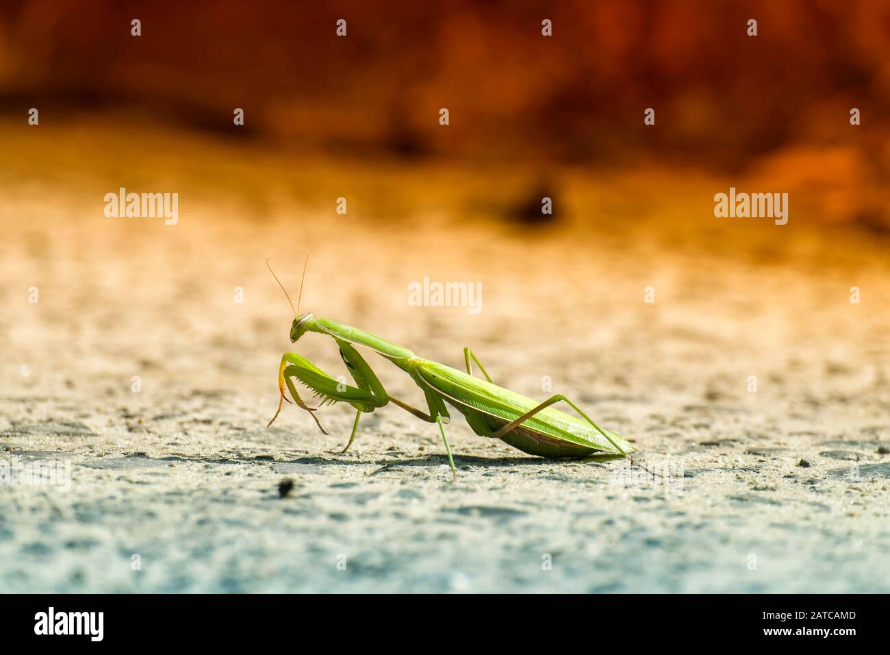 Green praying mantis is sitting on the ground. Side view (Mantis ...