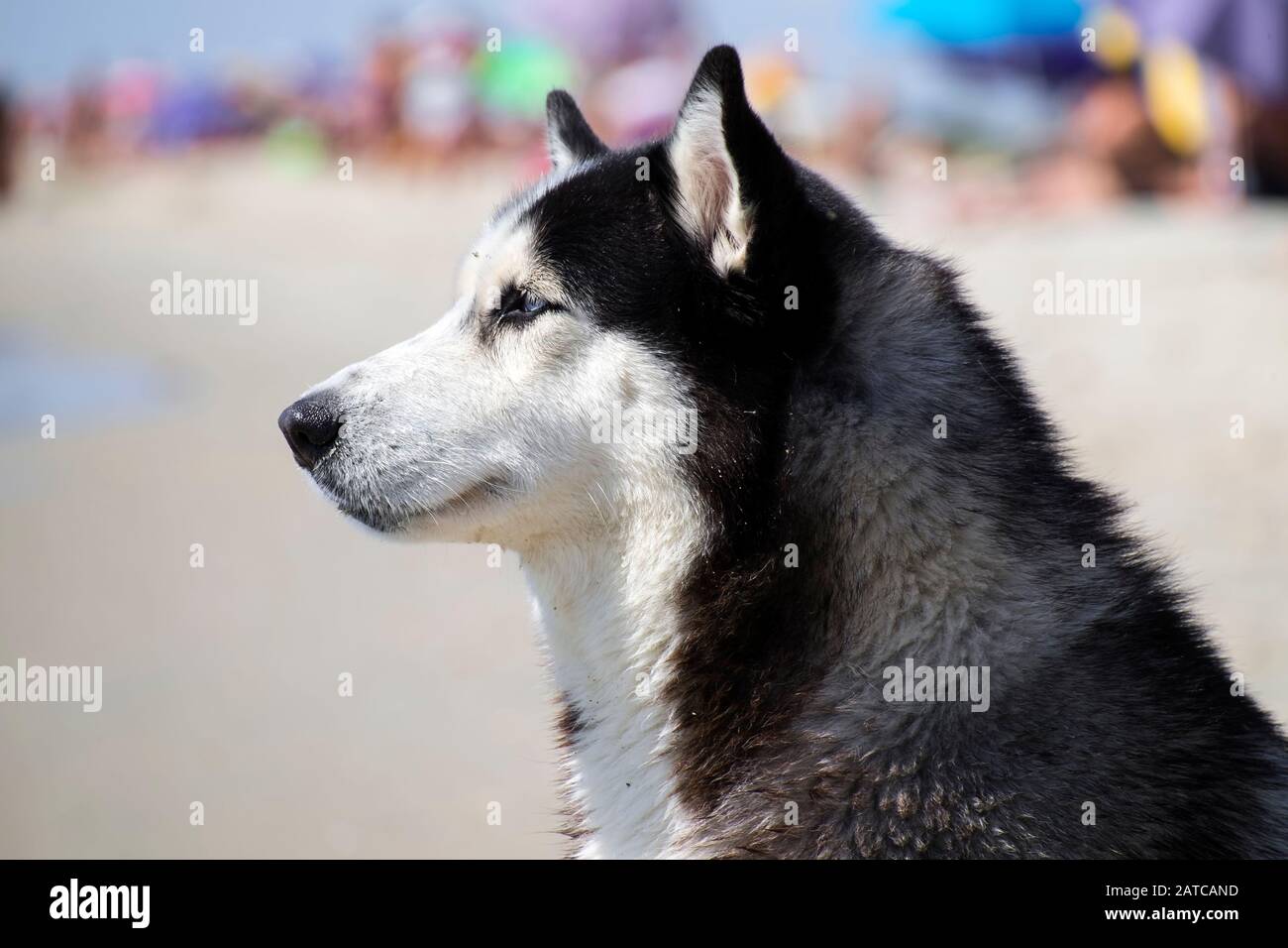 Husky profile hi-res stock photography and images - Alamy
